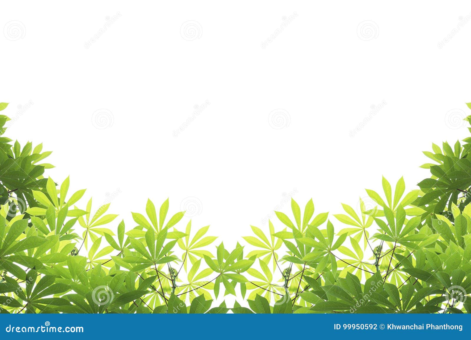 Green Leaves Frame and Corner Stock Photo - Image of branch, plant ...