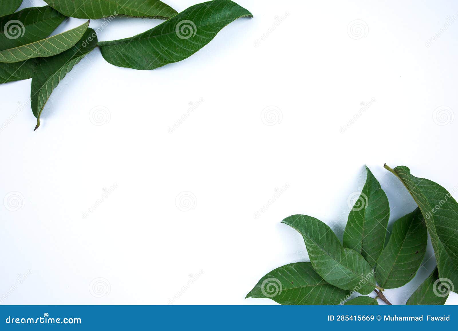 Green Leaves Frame Isolated on White Background Stock Image - Image of ...