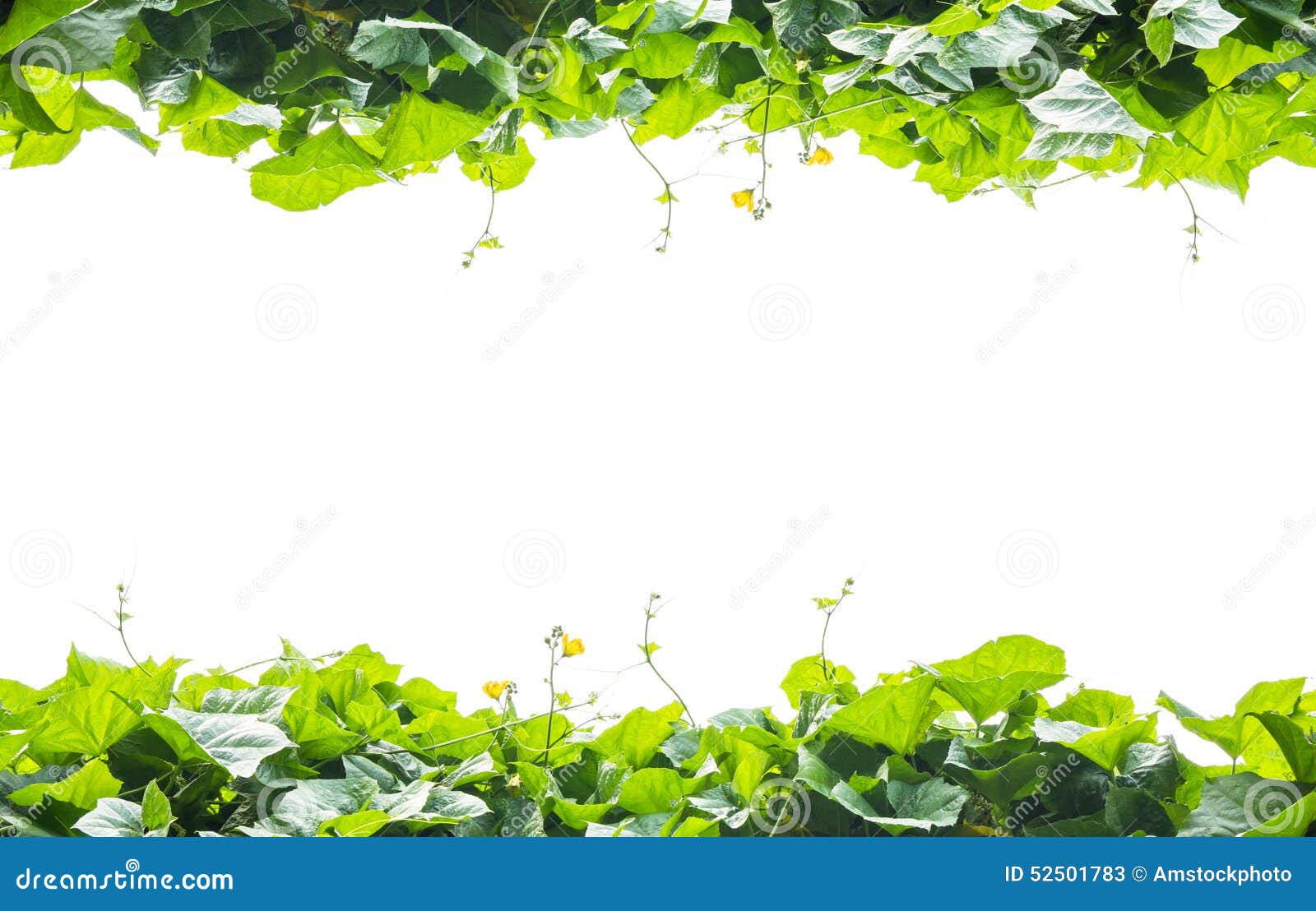 Green Leaves Frame Isolated on White Background Stock Image - Image of ...