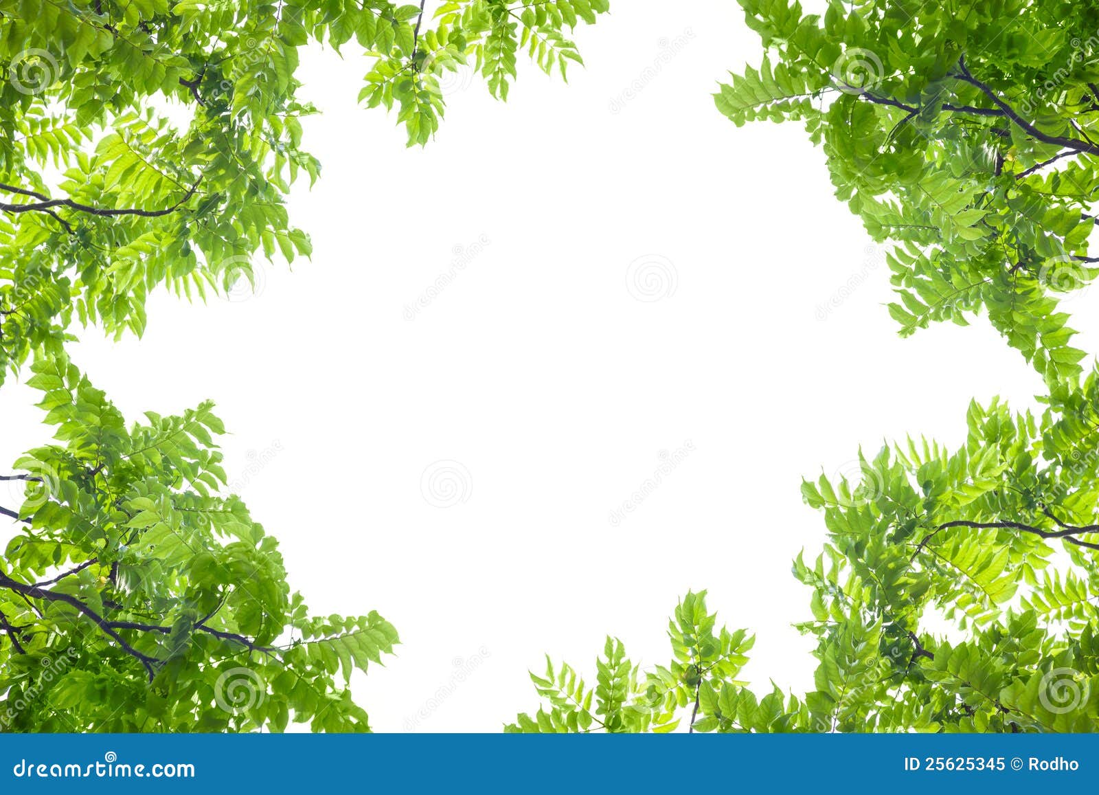 Green Leaves Frame on White Background. Stock Image - Image of backdrop ...