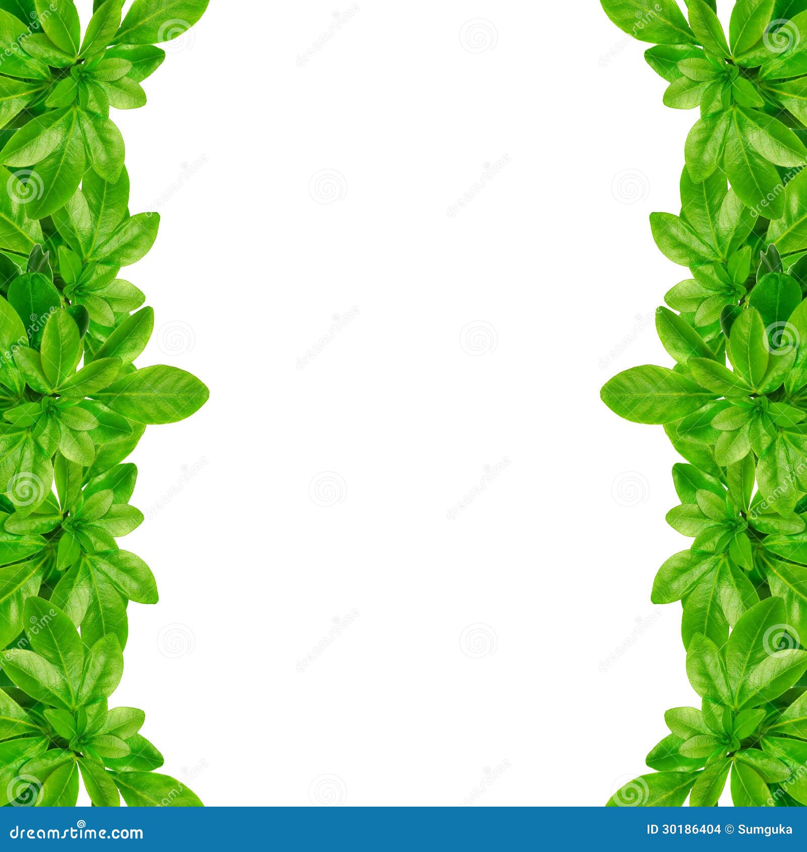 Green leaves frame stock photo. Image of light, blossom - 30186404