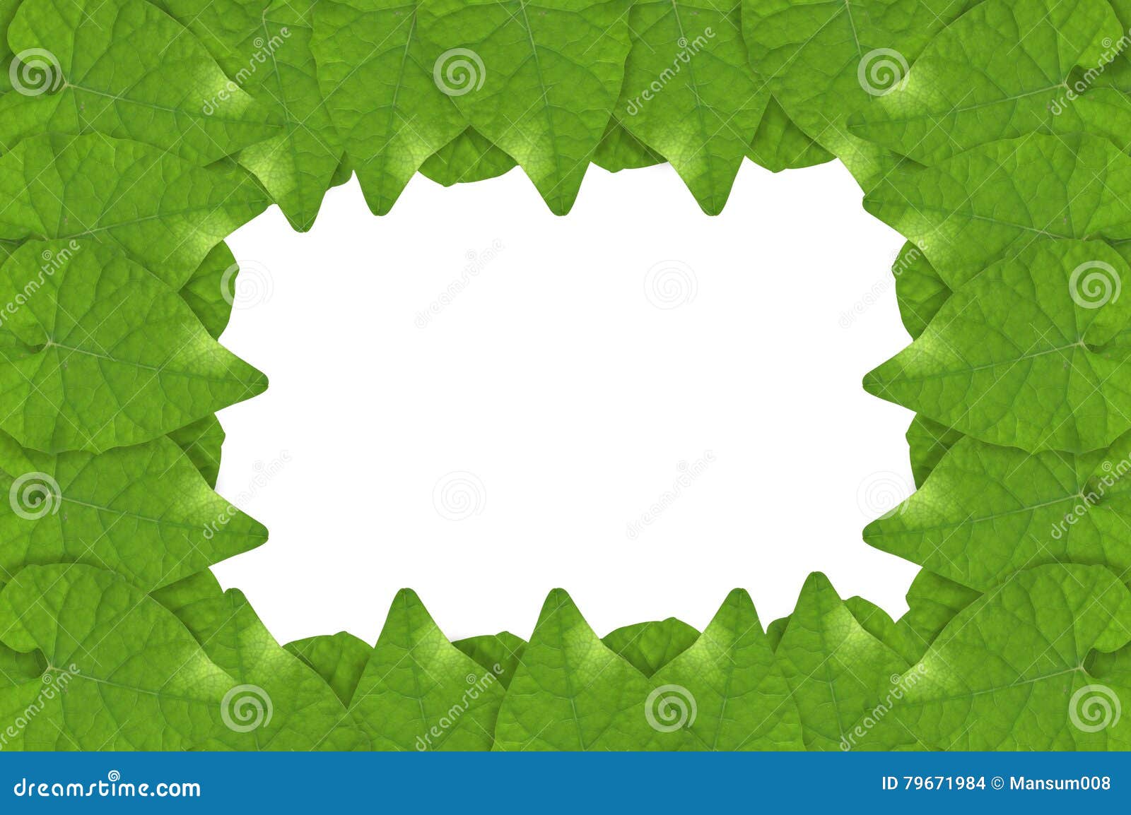 Green Leaves Frame on White Background Stock Photo - Image of leaves ...