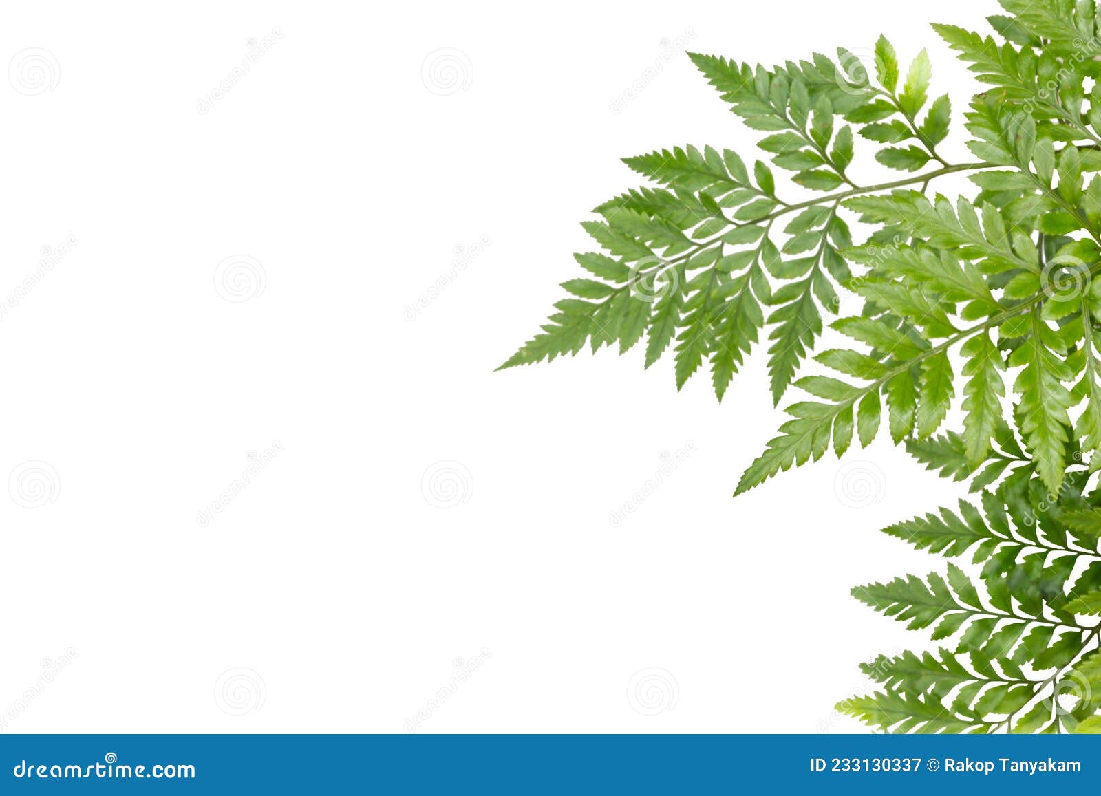 Green Leaves for Frame on White Background, Nature Border Stock Image ...