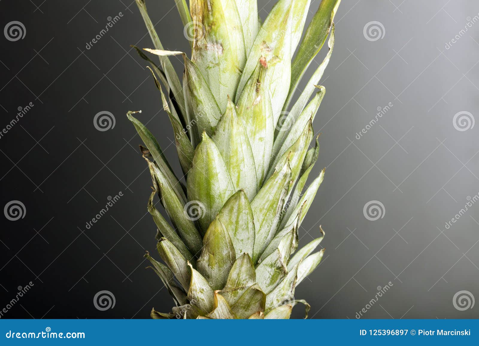 Green Leaves of Fresh Pineapple Stock Image - Image of pineapple, green ...