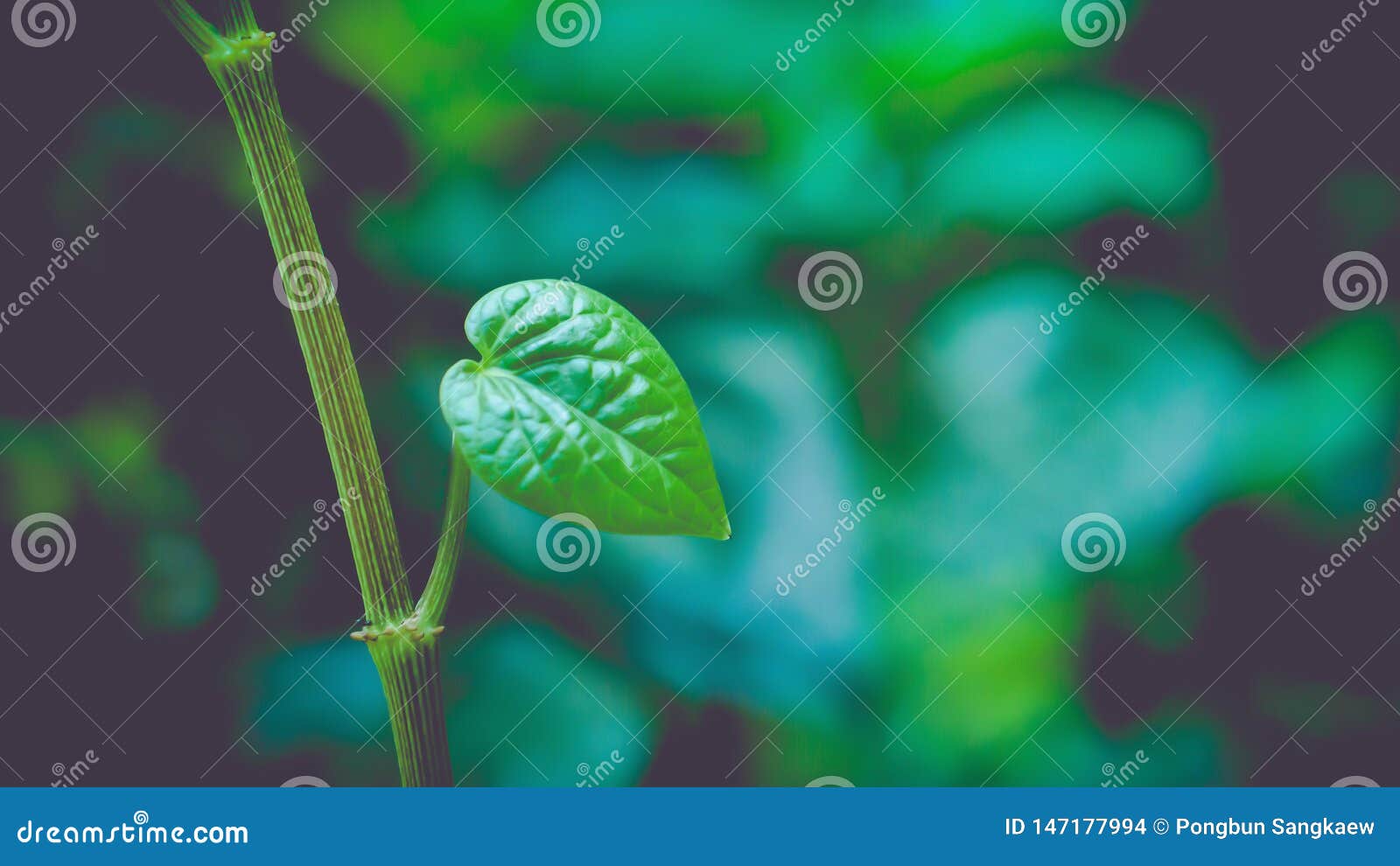 Green Leaves Fresh Spring Nature Background Stock Photo - Image of ...