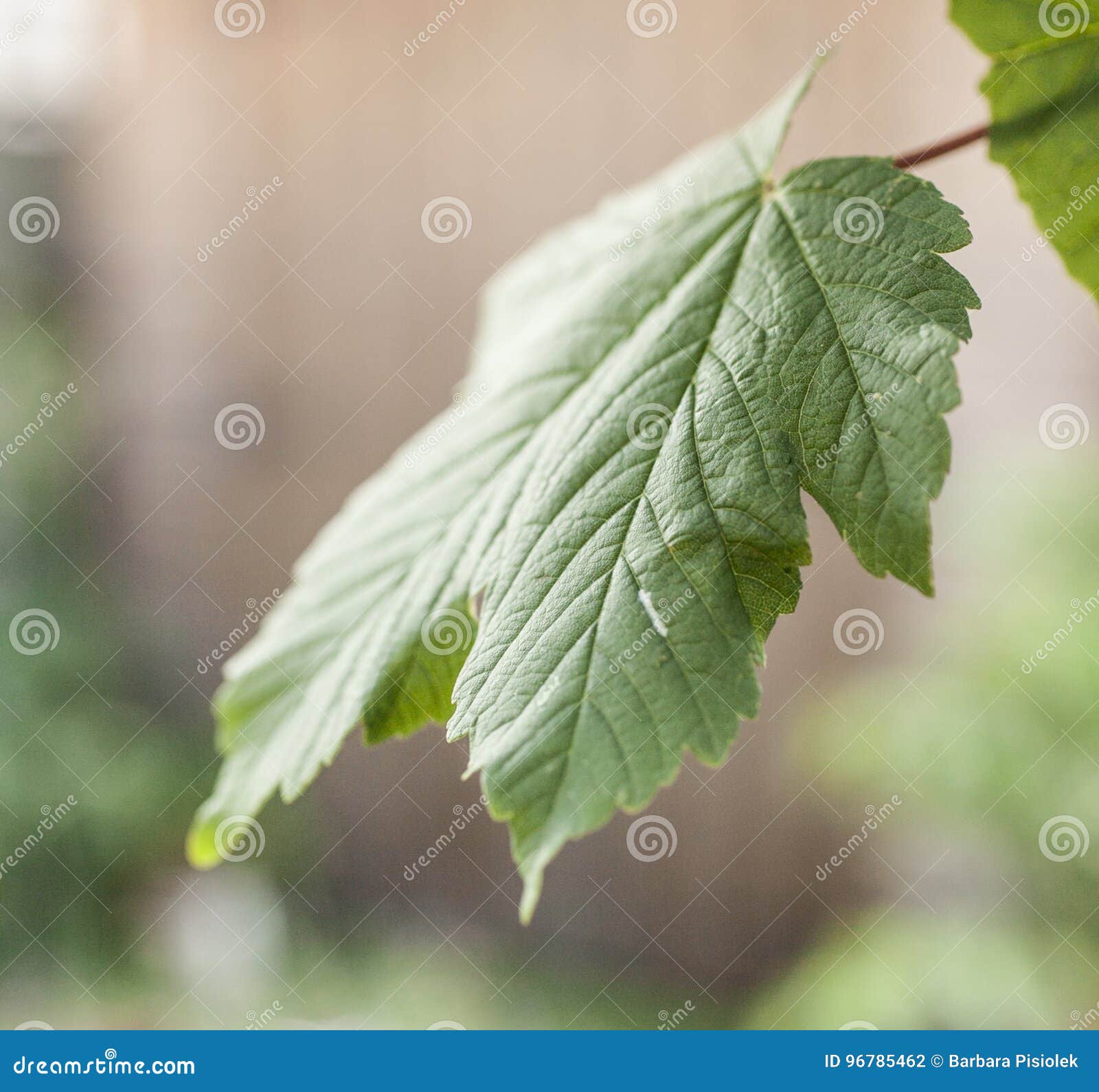 Green leaves in a garden. stock photo. Image of greenery - 96785462
