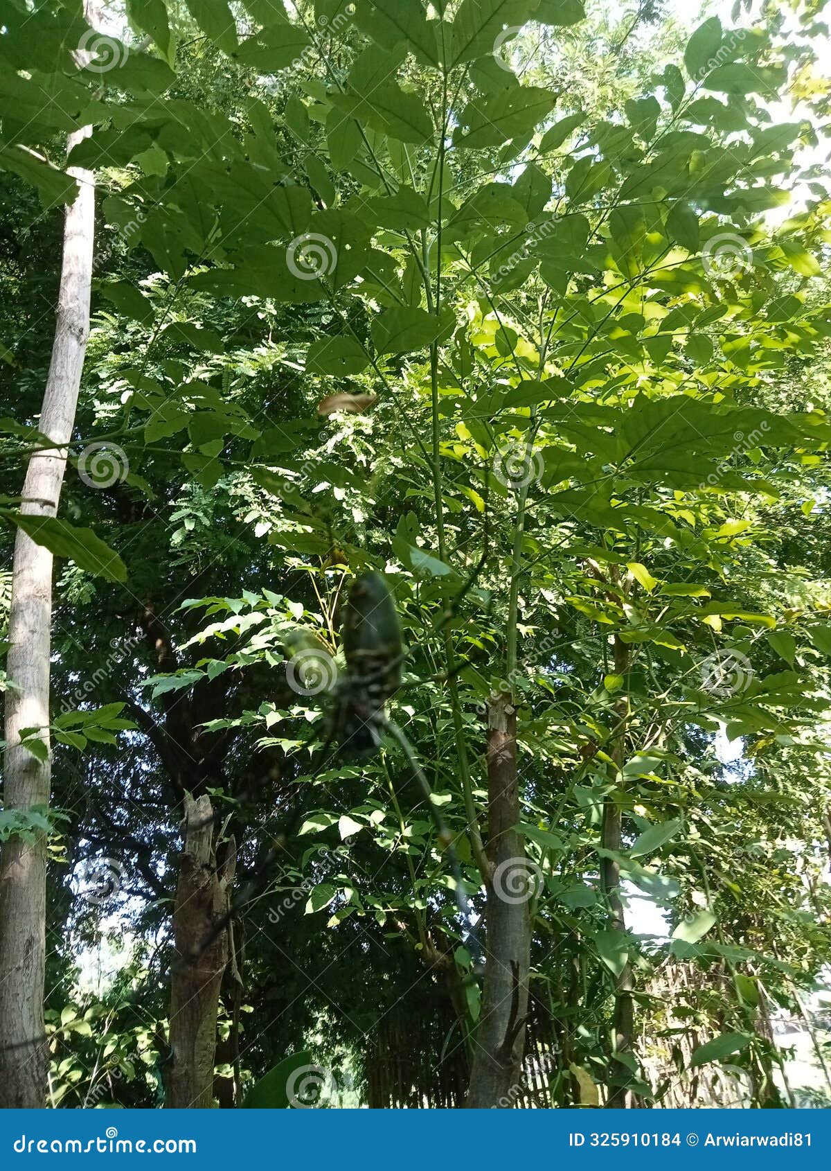Green Leaves in the Garden Lined Green Leafy Trees in the Garden Stock ...