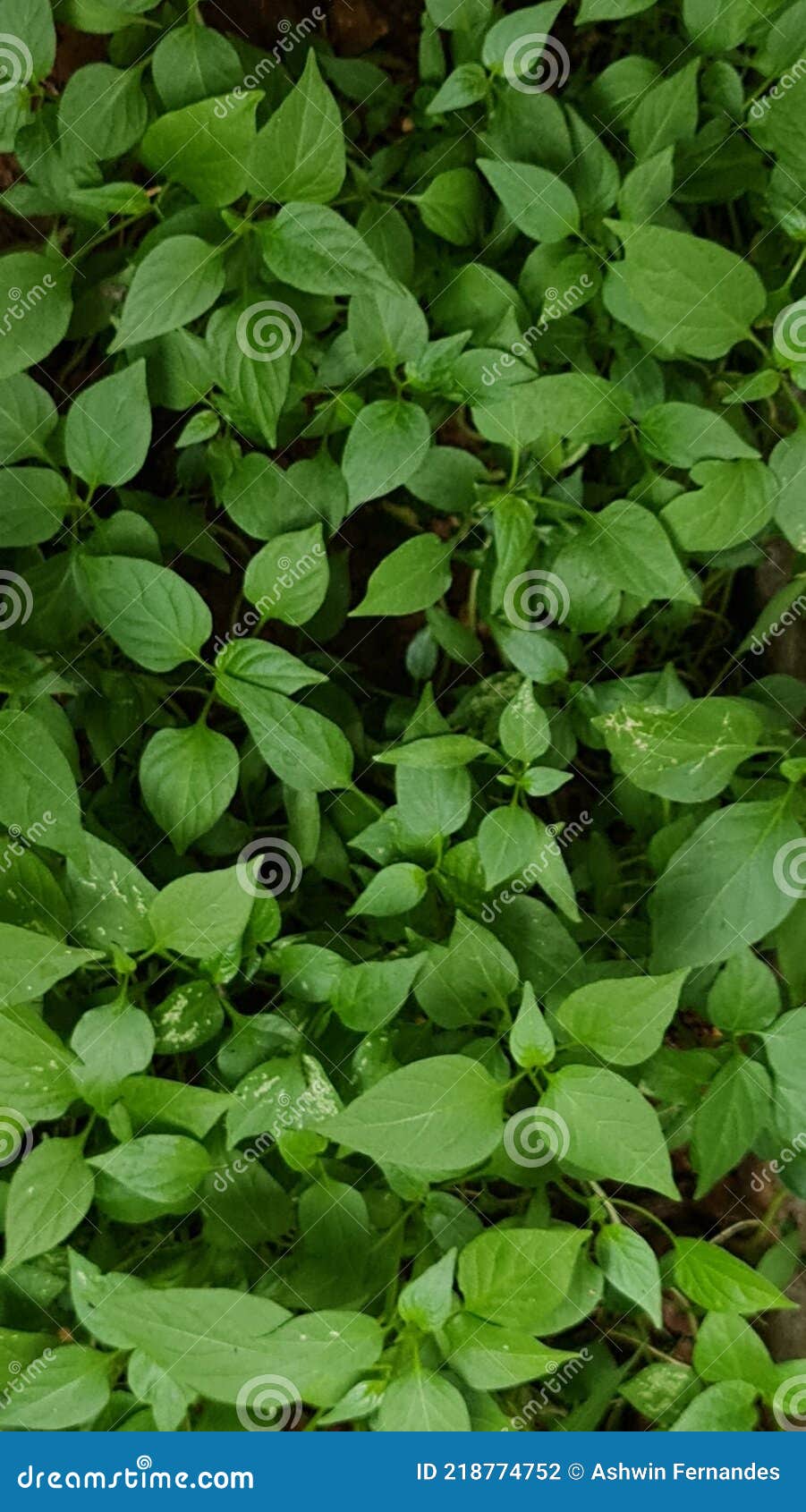 Green Leaves Goa India stock photo. Image of green, greenery - 218774752