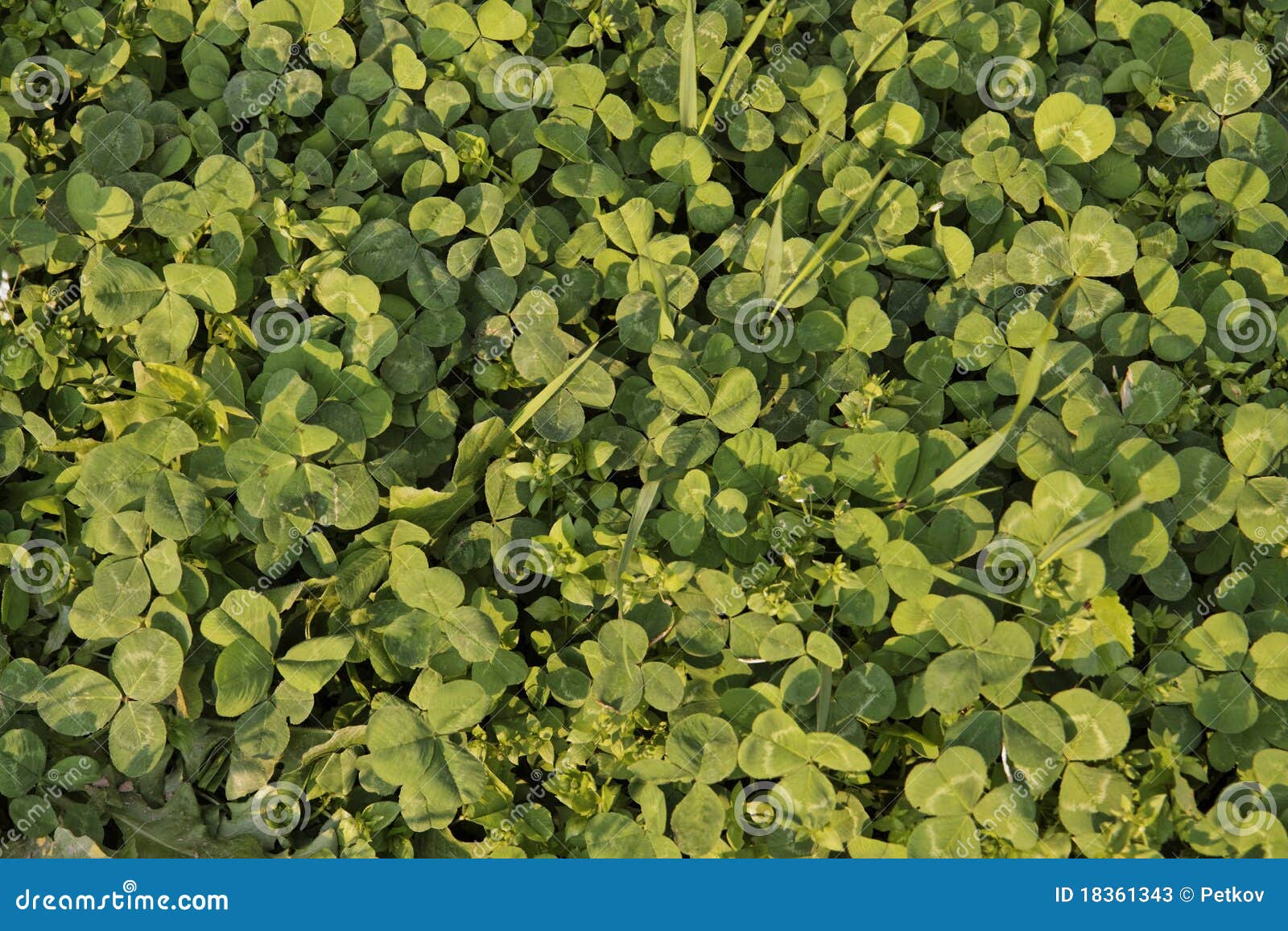 Green leaves greenery stock image. Image of natural, pattern - 18361343