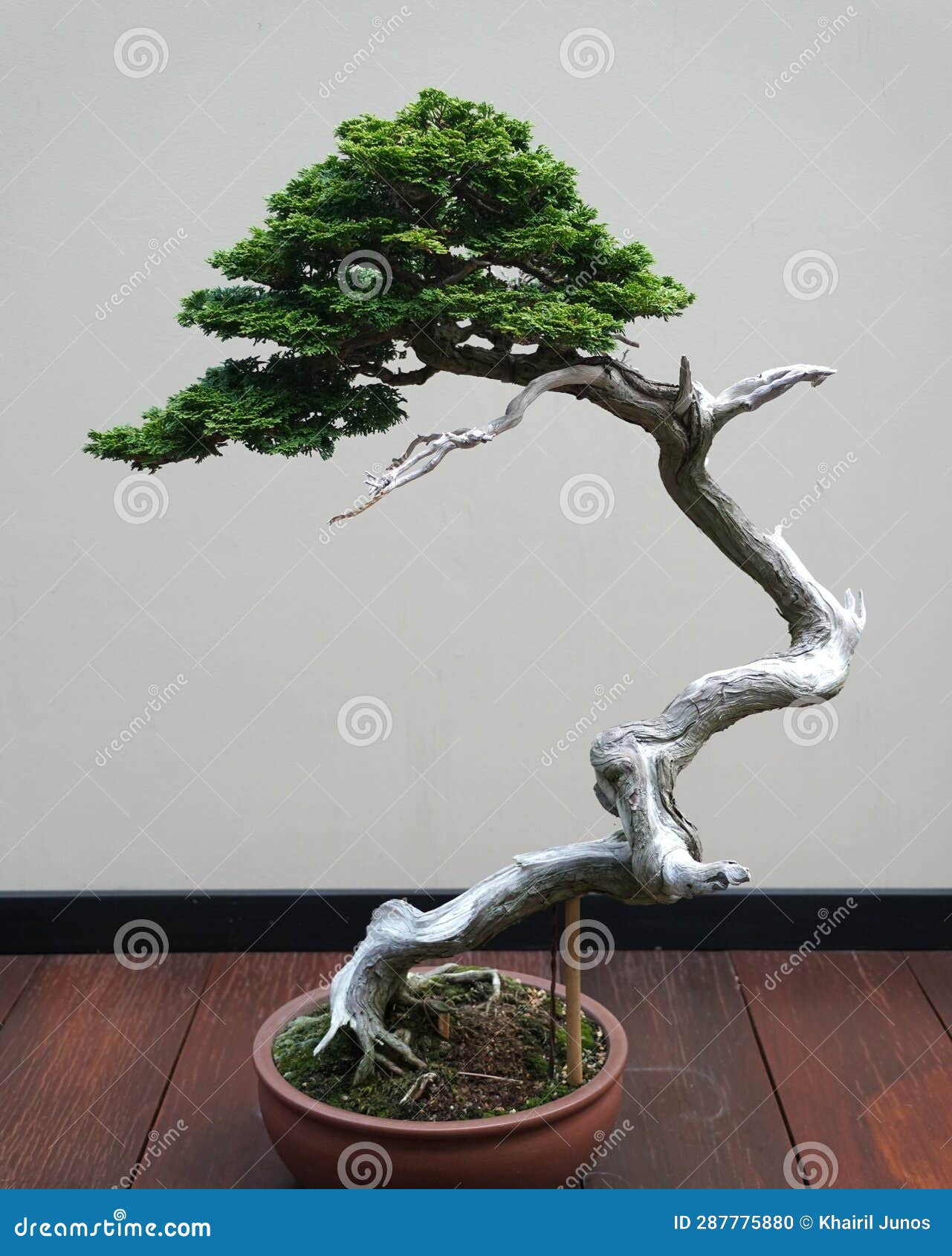 The Green Leaves and Grey Branch of Hinoki False Cypress Bonsai Tree ...