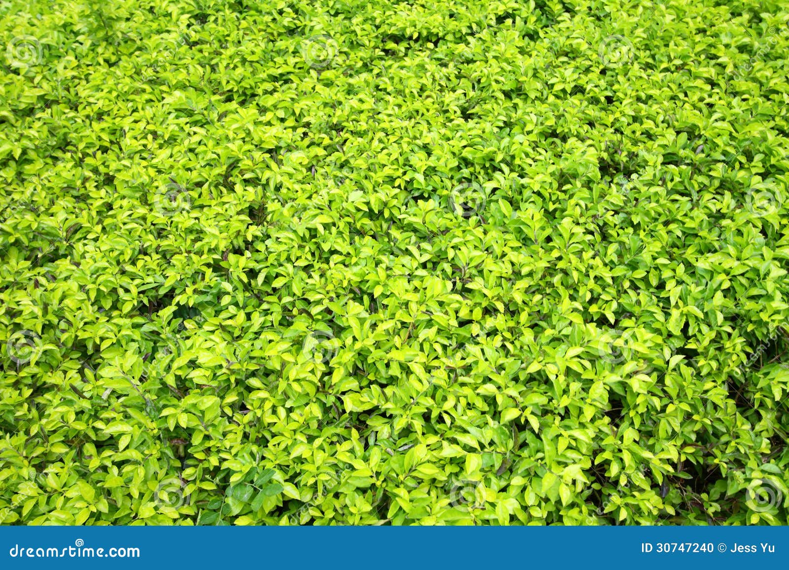Green leaves on the ground stock photo. Image of abstract - 30747240