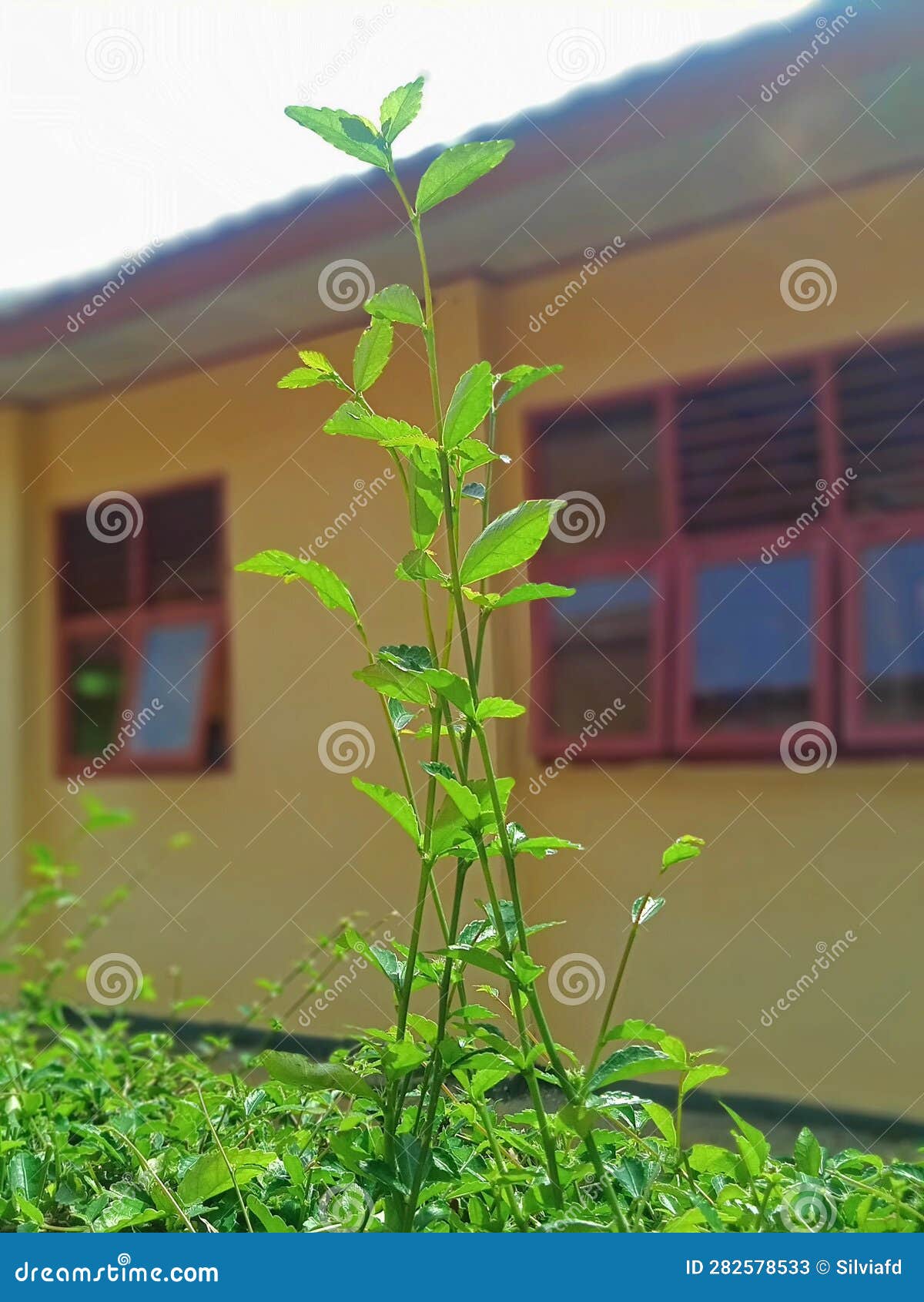 Green Leaves that Grow Higher Than the Other Leaves Stock Image - Image ...