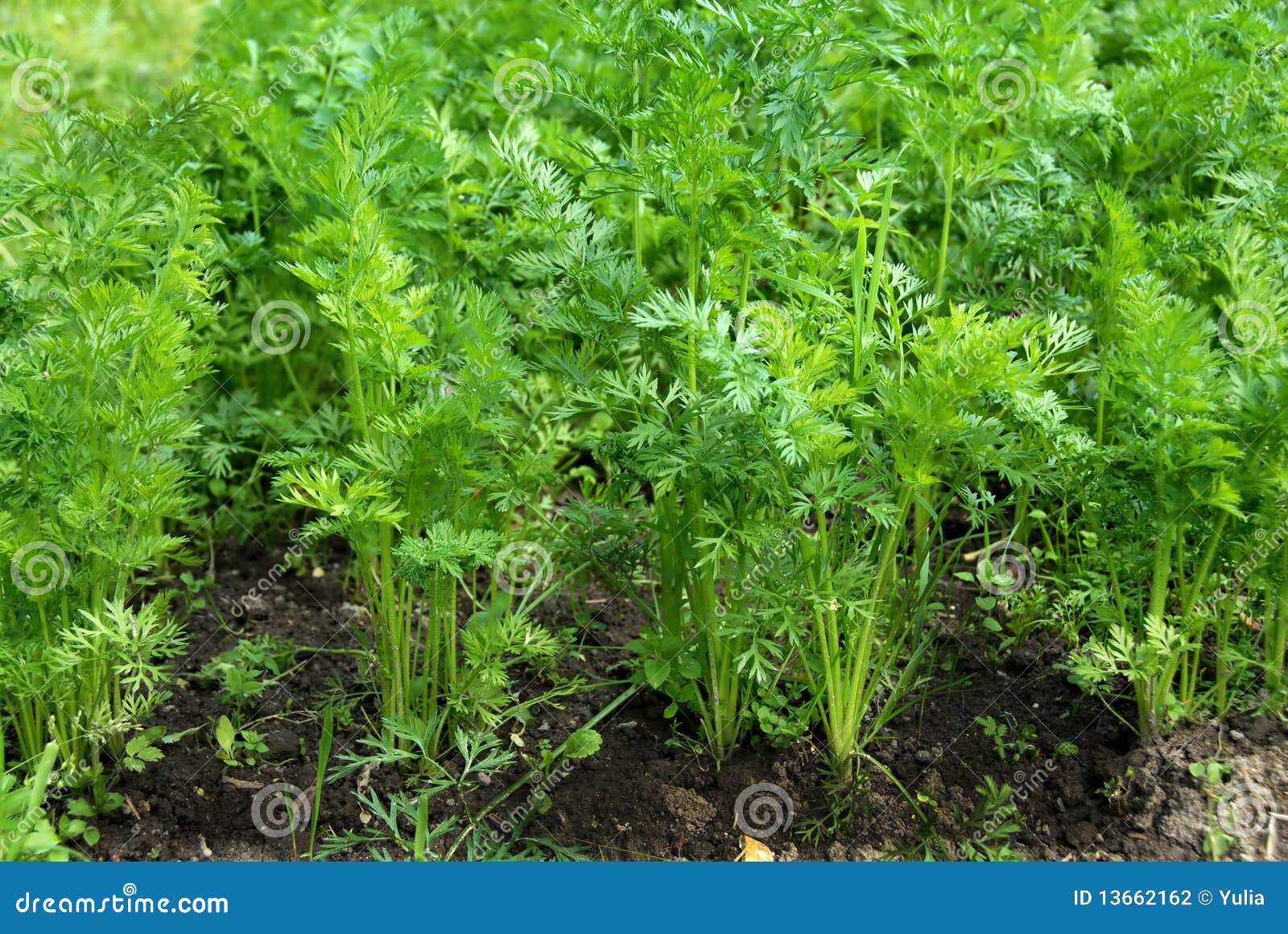 Green Leaves of Growing Carrot Stock Photo - Image of growing, high ...