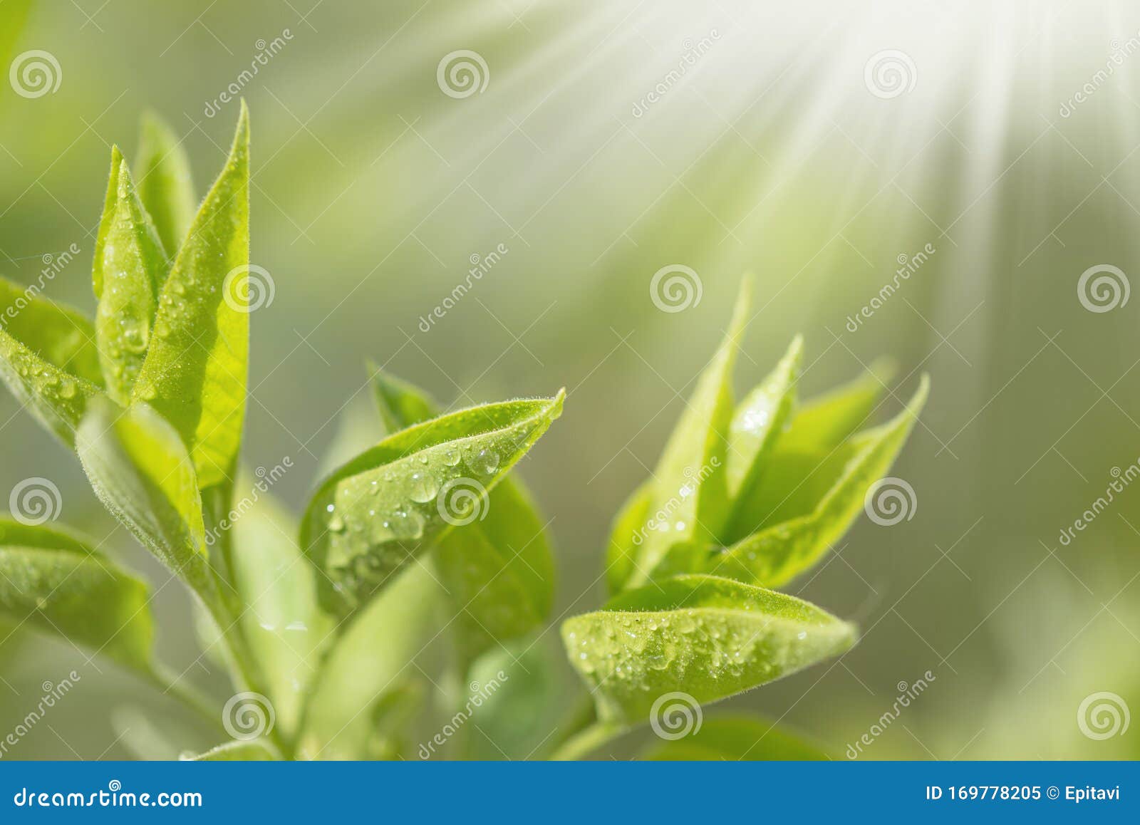 Green Leaves Growing in Spring with Dew Drops Stock Image - Image of ...