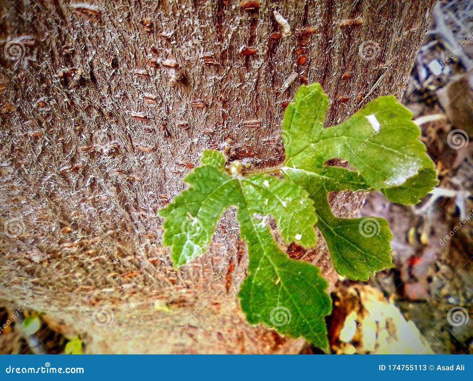 Green Leaves Grown from the Stem of a Tree Stock Image - Image of brown ...