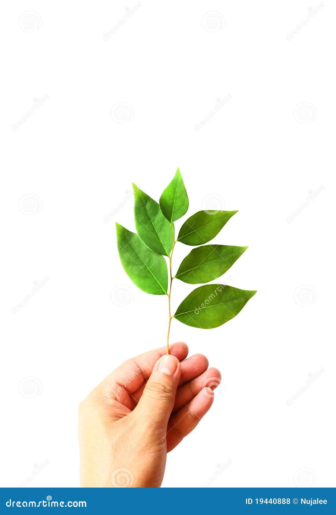 Green leaves on hand stock photo. Image of green, symbol - 19440888