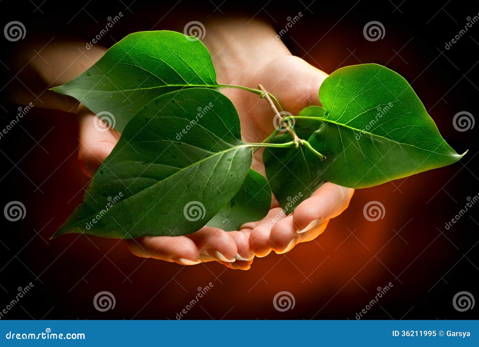 Green leaves in hands stock image. Image of care, nature - 36211995