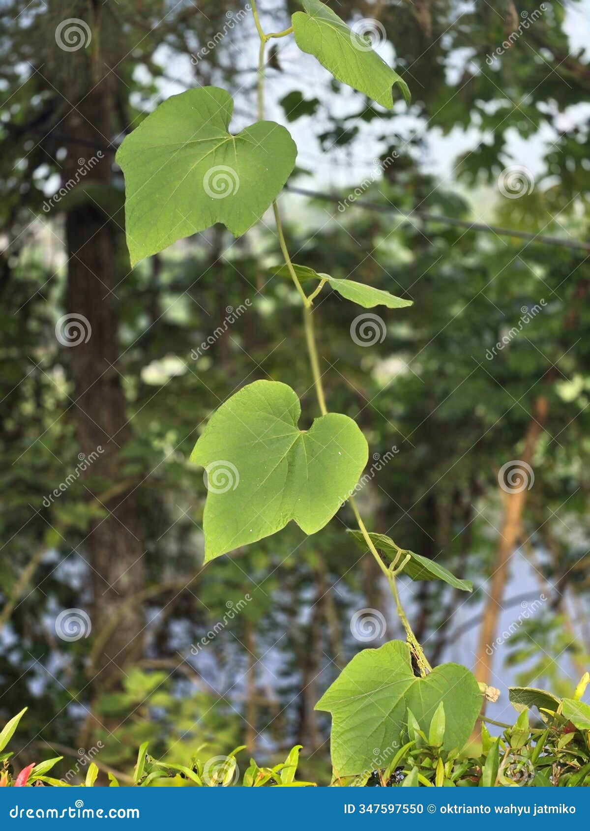 Green Leaves Hanging Down at the Garden Park Stock Photo - Image of ...