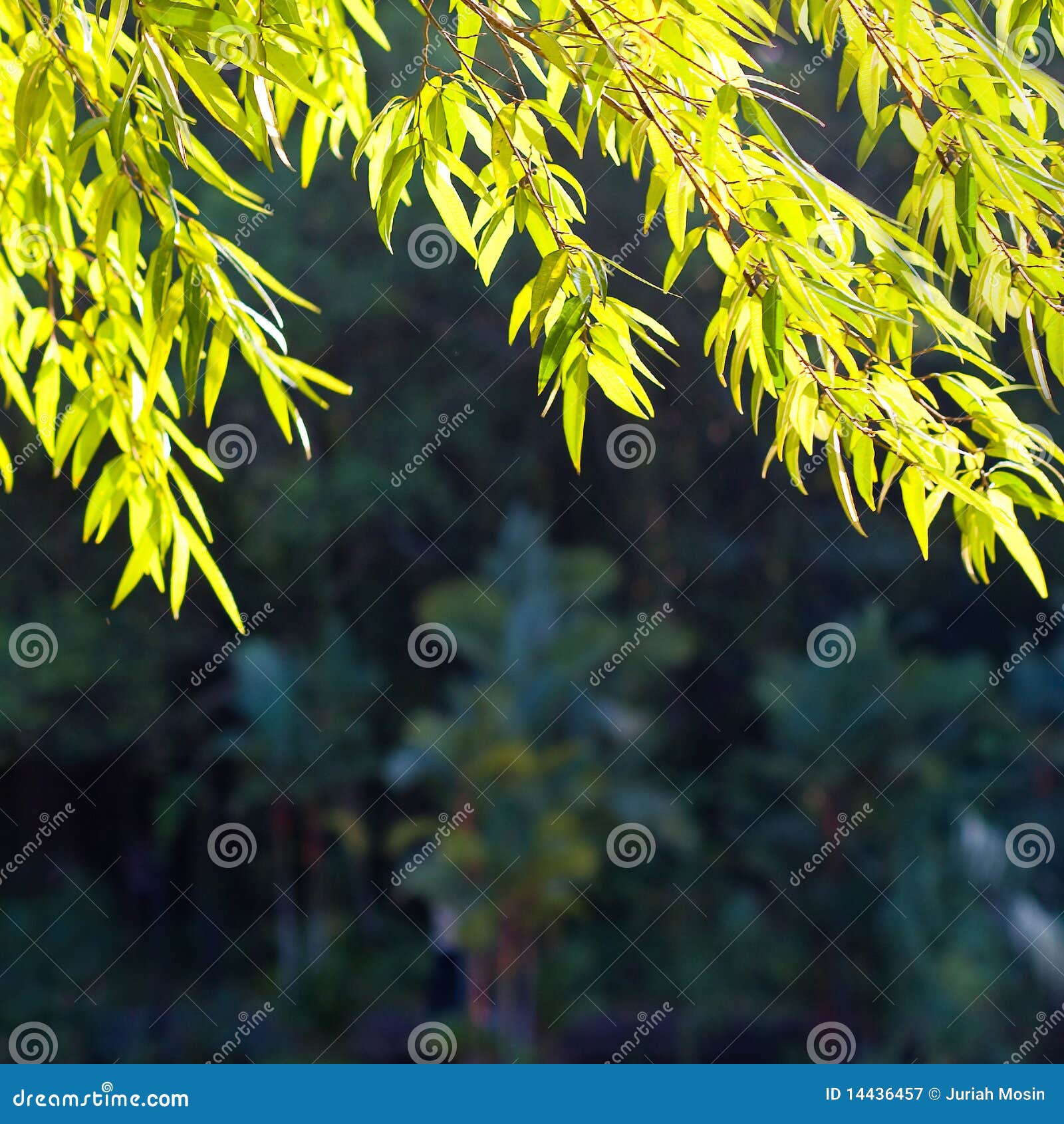 Green Leaves Hanging from a Tree in Park Stock Image - Image of garden ...