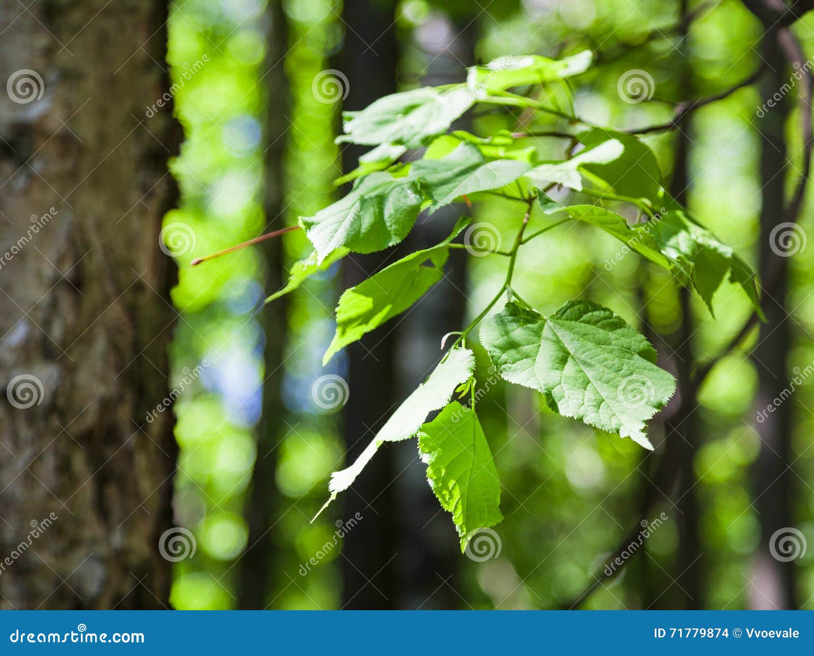 Close-up Of Leaves Of The Flame Tree Delonix Regia Hook. Raf.. Green ...