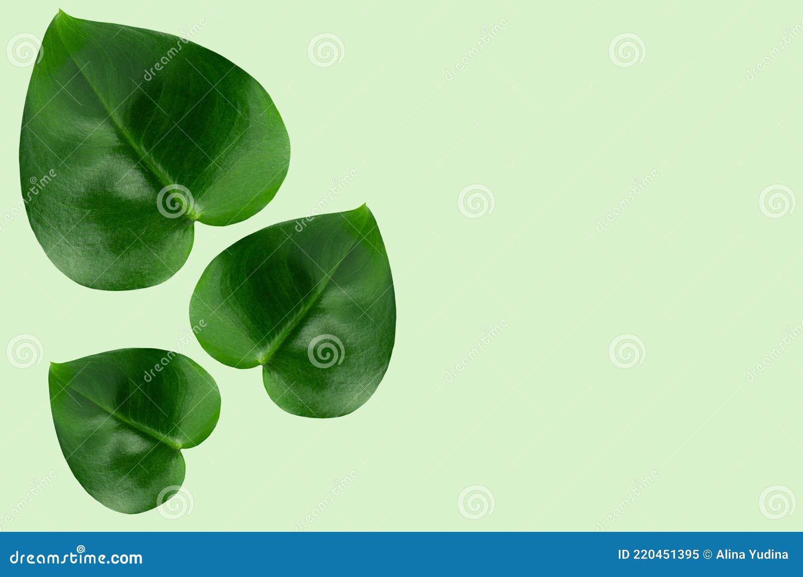 Green Leaves Heart Shape As Border on Pastel Green Background. Stock ...