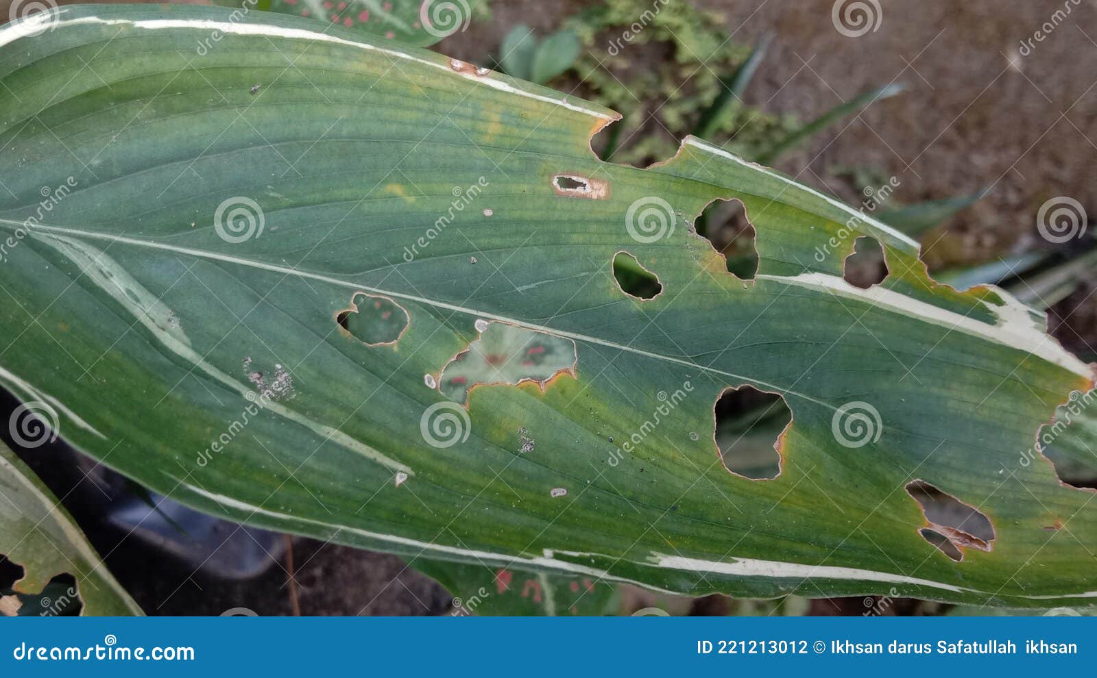 Green Leaves with Holes Caused by Insects Stock Photo - Image of insect ...