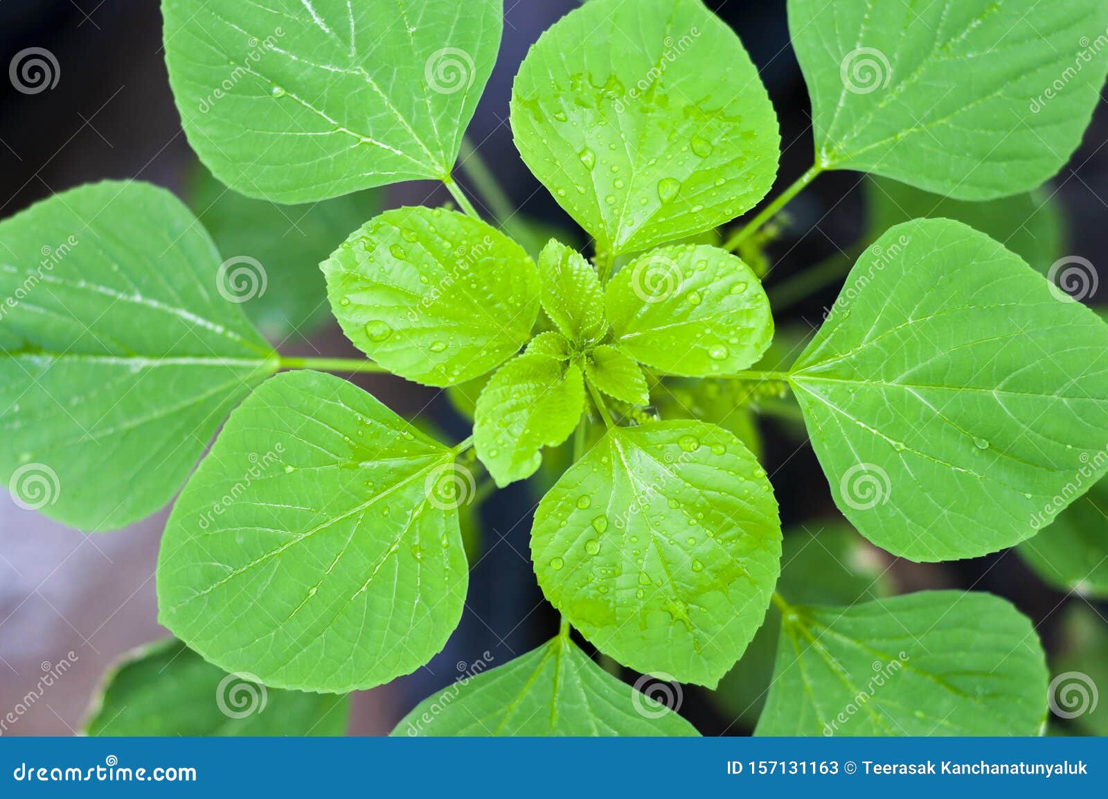 Green Leaves of Indian Nettle. Stock Image - Image of growth, fresh ...