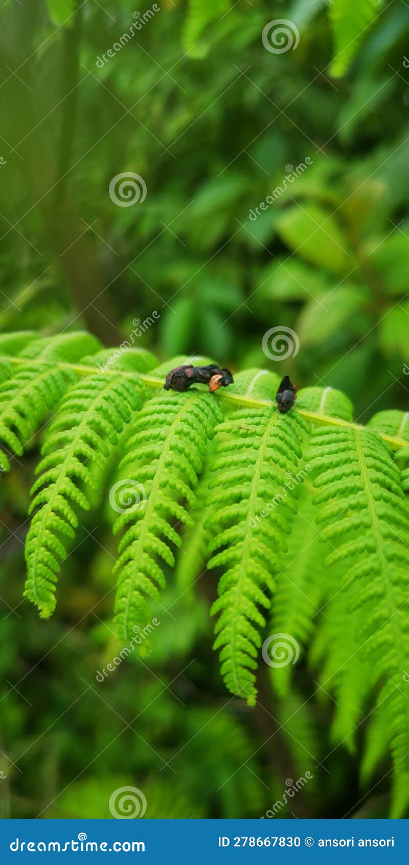 Green Leaves Infested by Pests that are Very Beautiful in the Forest ...