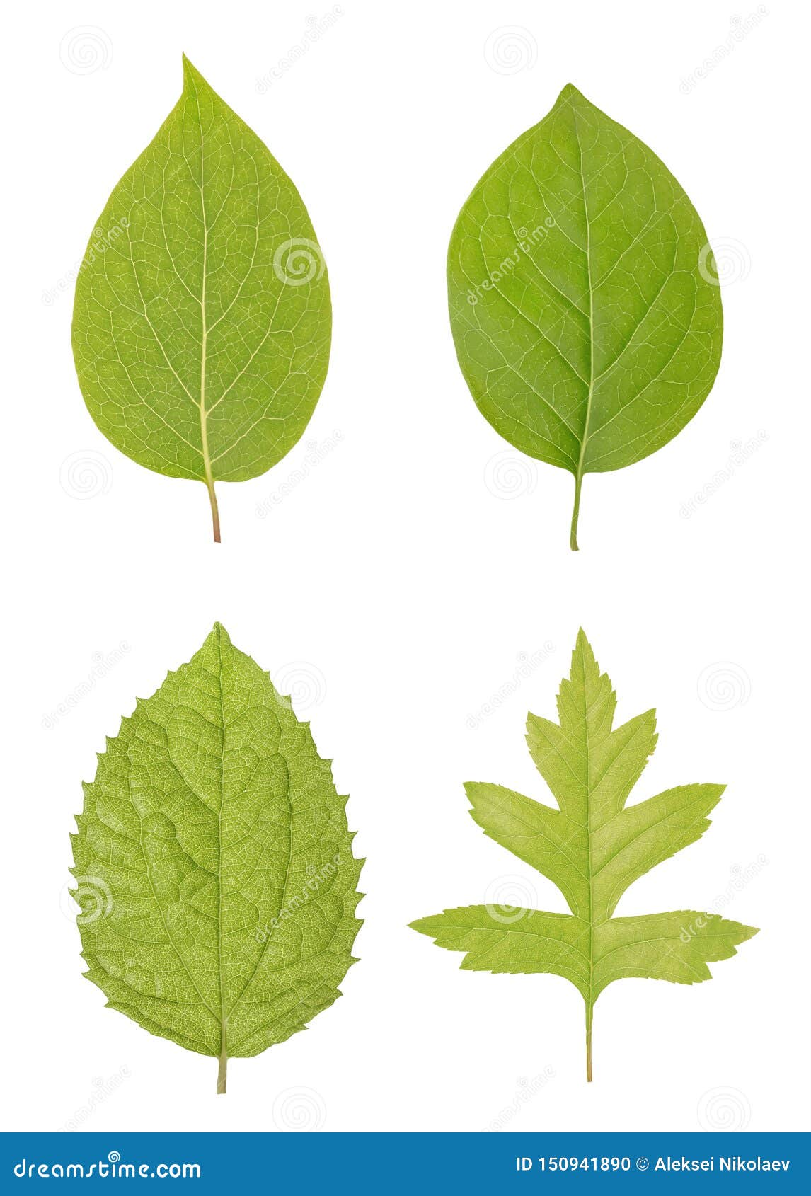 The Green Leaves of Interesting and Classic, Ordinary Forms Resembling ...
