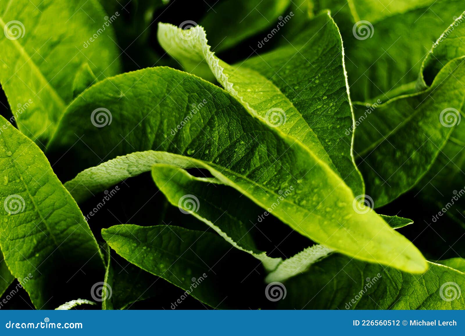 Green Leaves of Inula Helenium - Elecampane - Closeup Stock Photo ...
