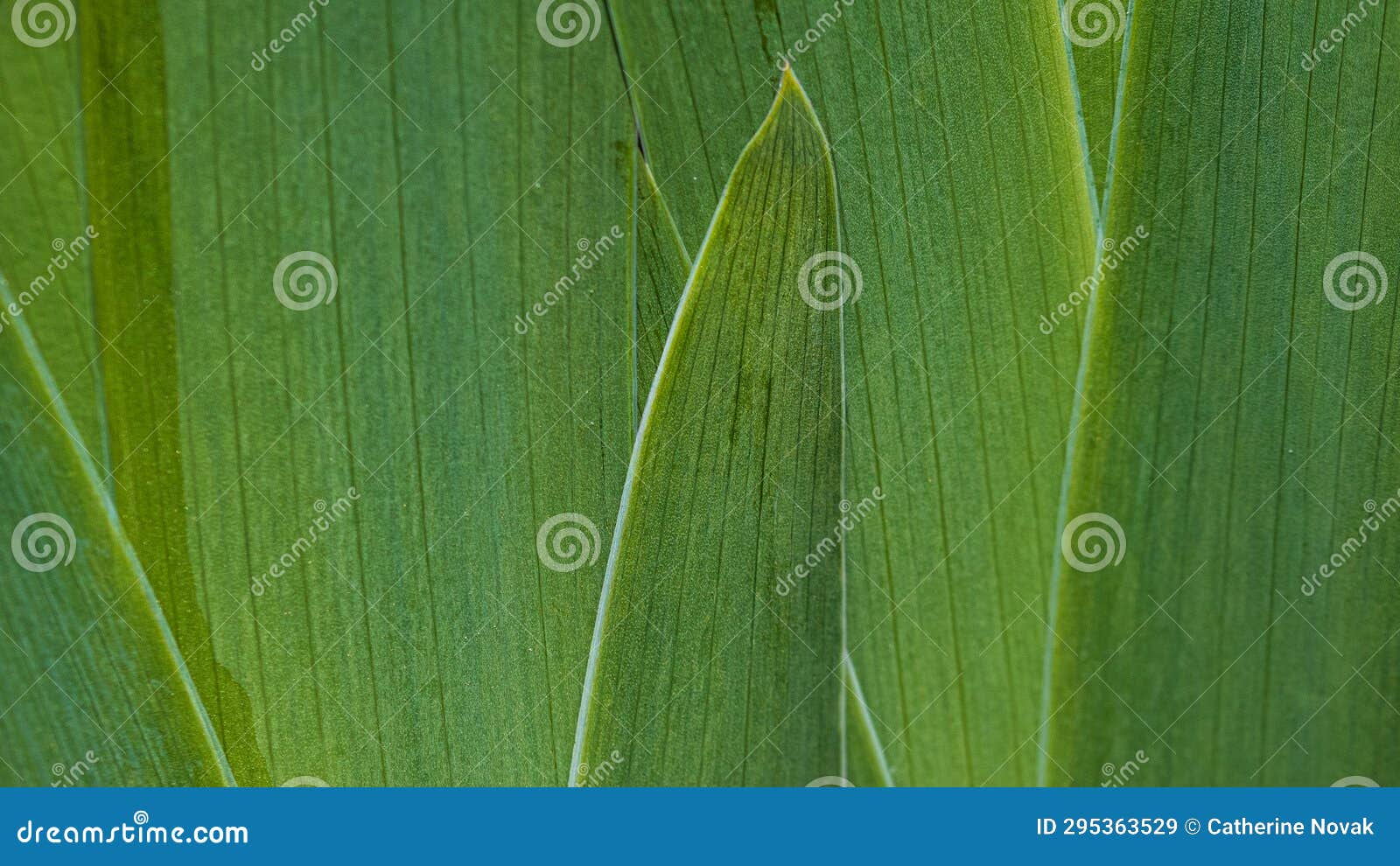 Green Leaves of an Iris (Iris Germanica) Stock Image - Image of grass ...