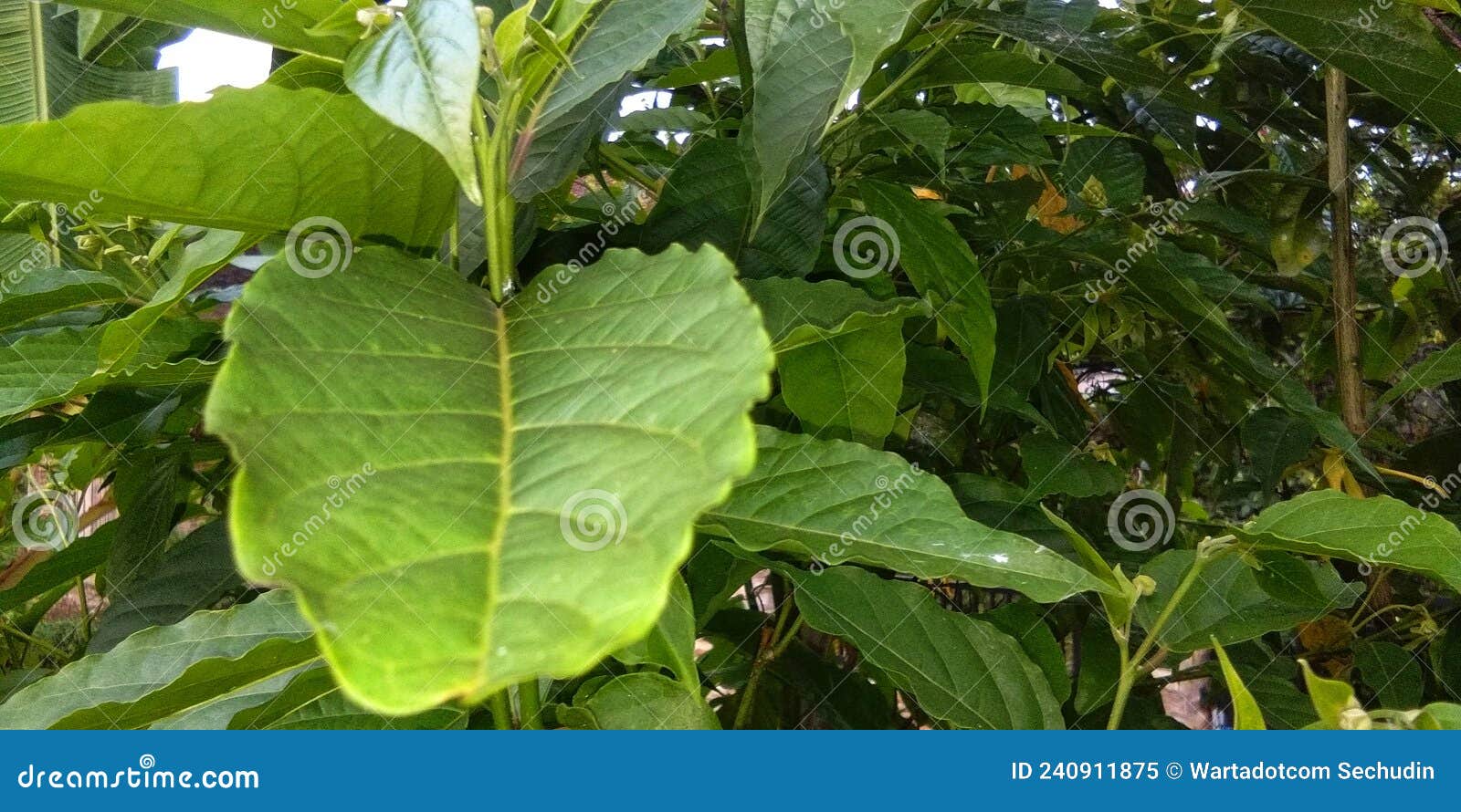 Green Leaves on the Island of Java, Indonesia Stock Image - Image of ...