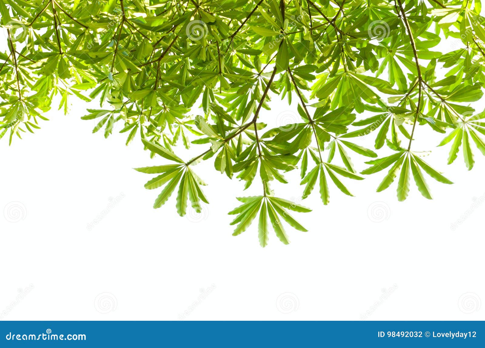 Green Leaves Isolate on White Stock Photo - Image of greenery ...