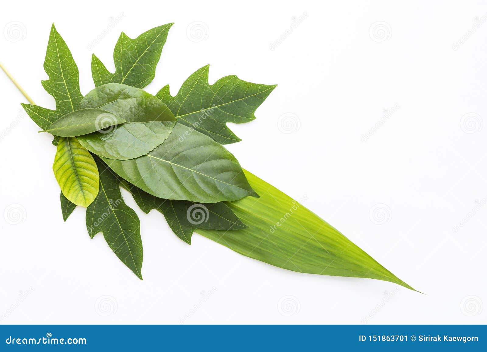 Green Leaves Isolate on White Background Stock Image - Image of ...