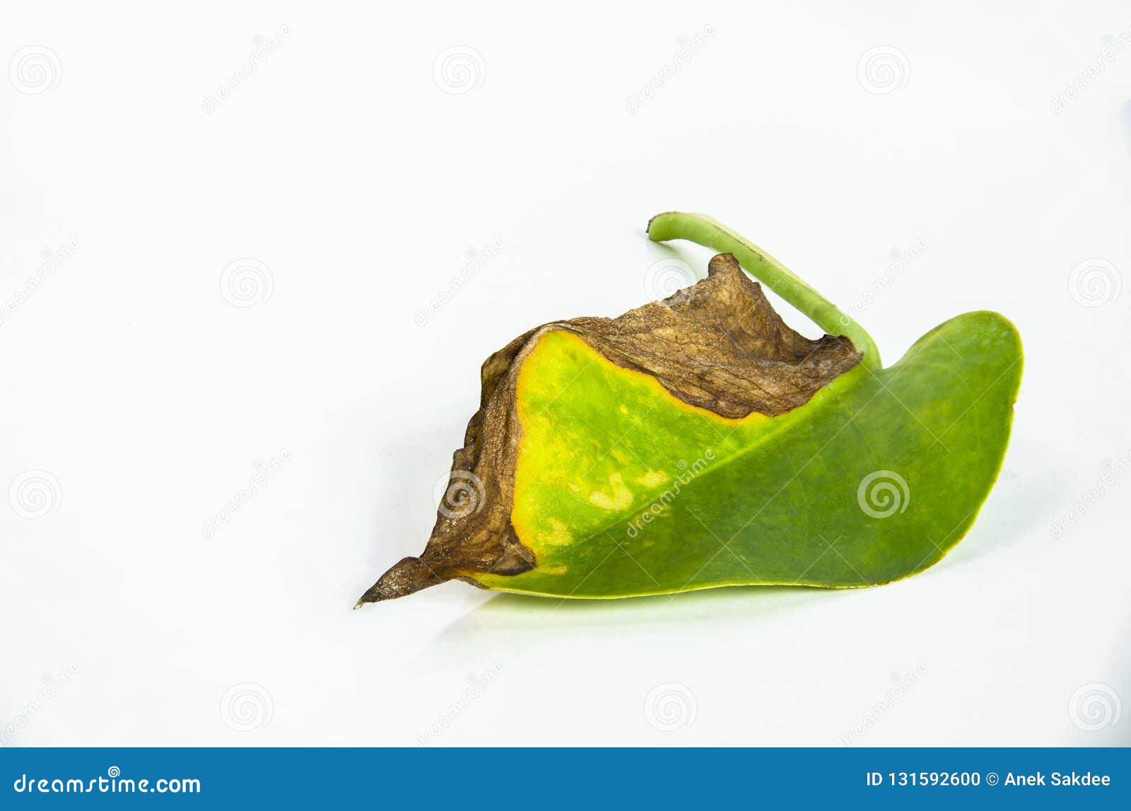 Green leaves isolate stock photo. Image of fresh, leaf - 131592600