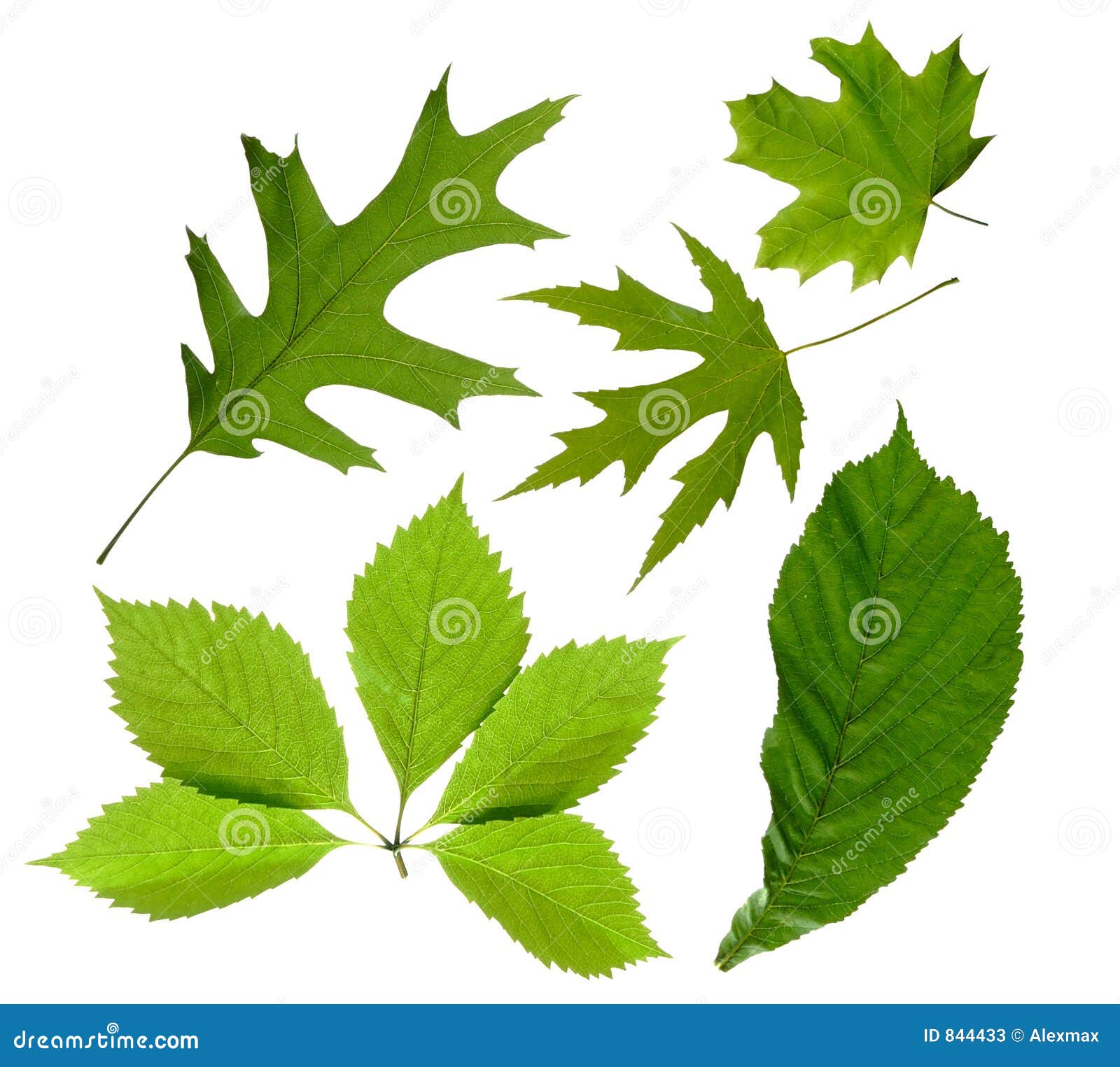 Green leaves isolated stock image. Image of white, nature - 844433