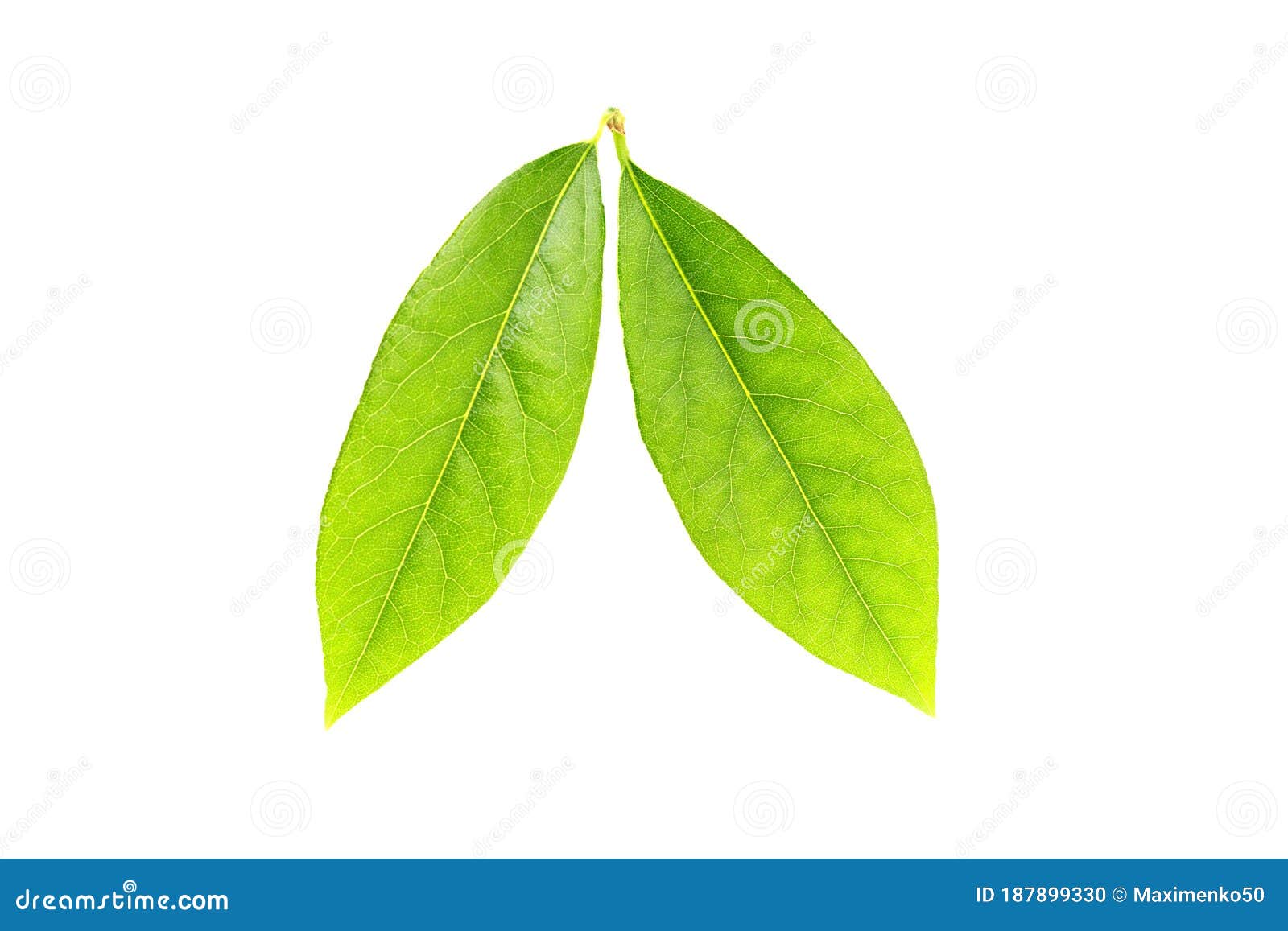 Green Leaves Isolated on White Background. Fresh Leaf. Top View Stock ...
