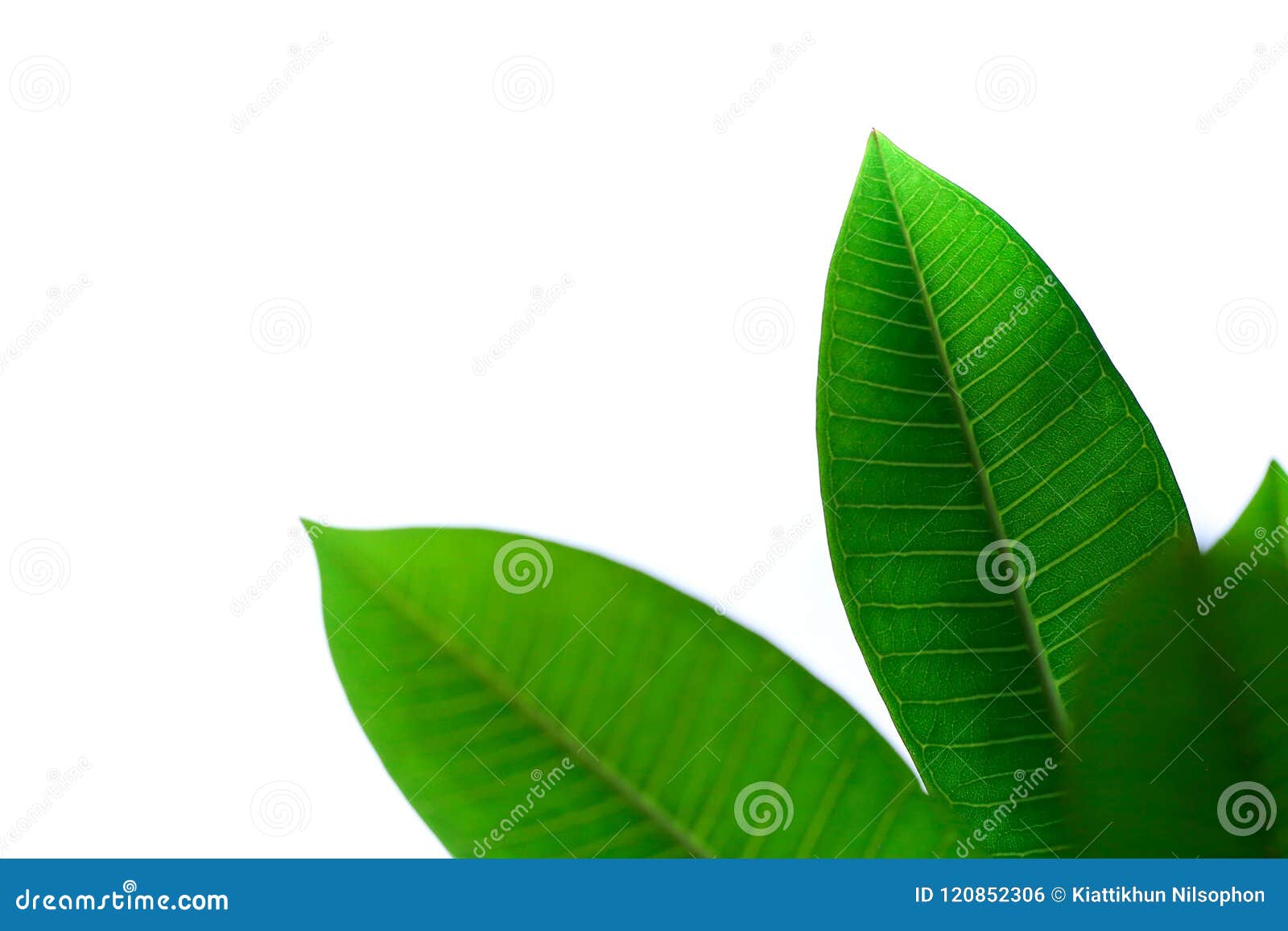 Green Leaves Isolated on White Background without Shadow. Spring Stock ...
