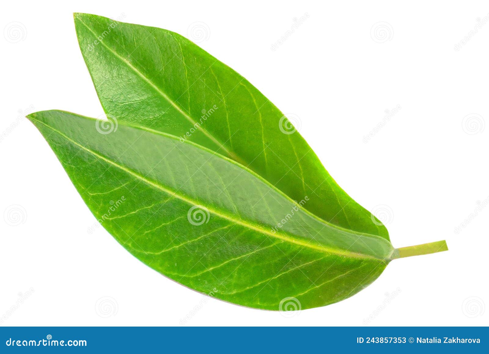 Green Leaves Isolated on White Background, Top View. Citrus Leaf Top ...