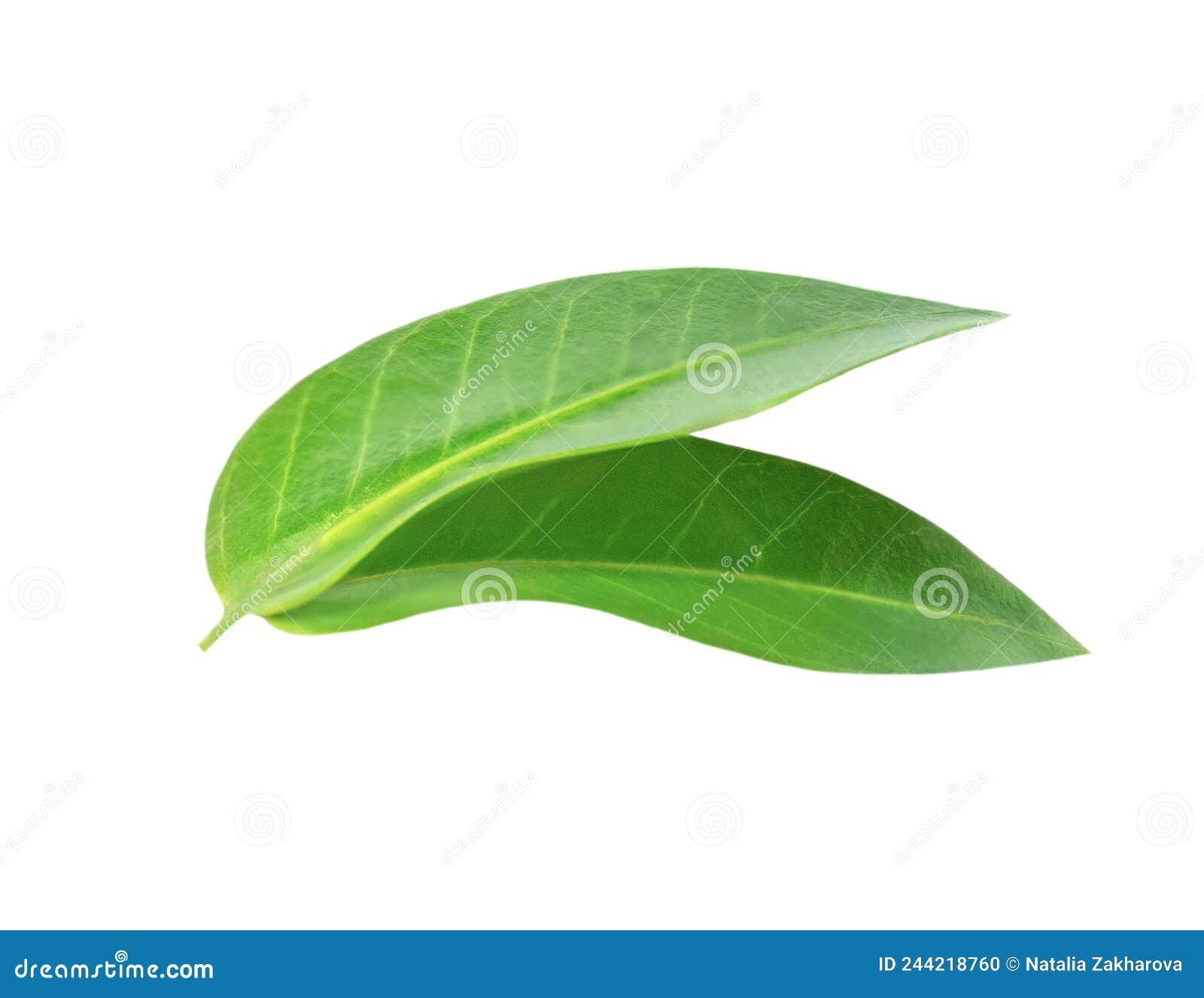 Green Leaves Isolated on White Background, Top View. Citrus Leaf Top ...