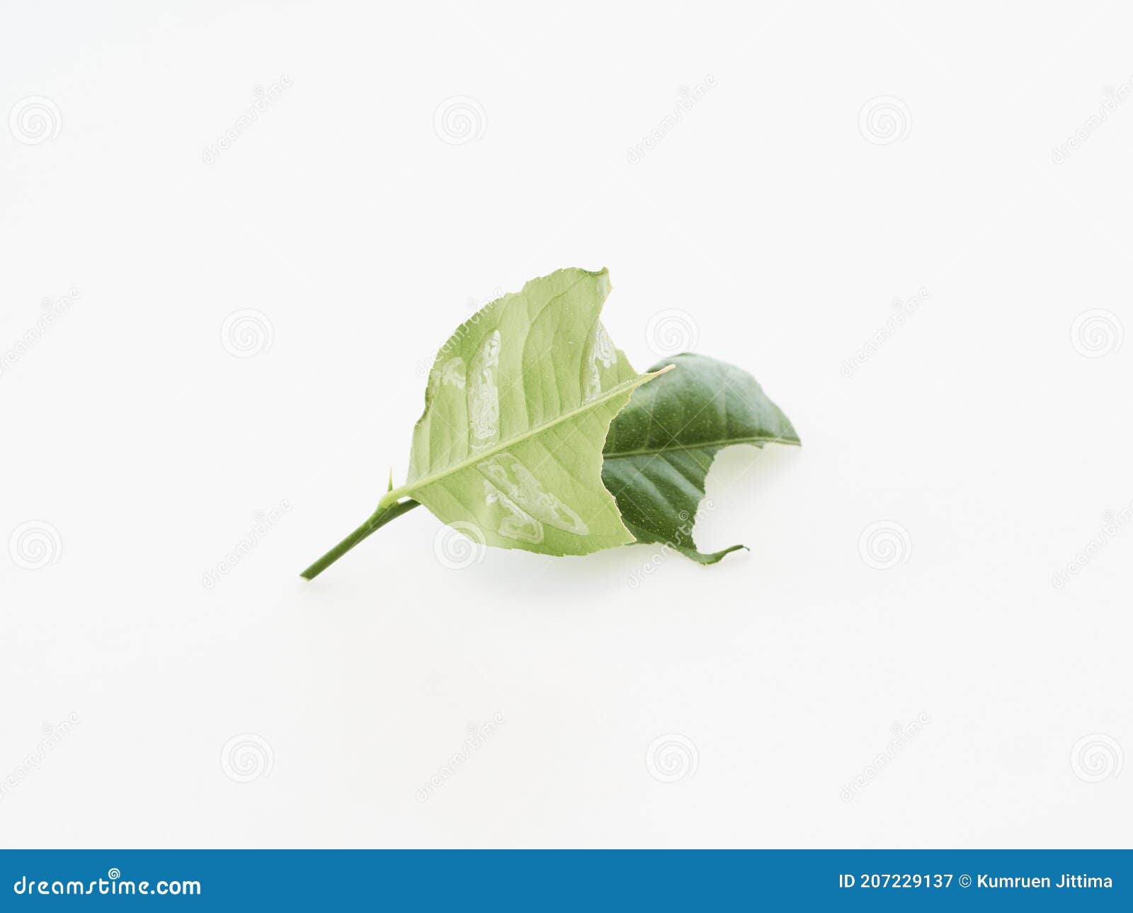 Green Leaves Isolated on White Stock Image - Image of botany, striped ...