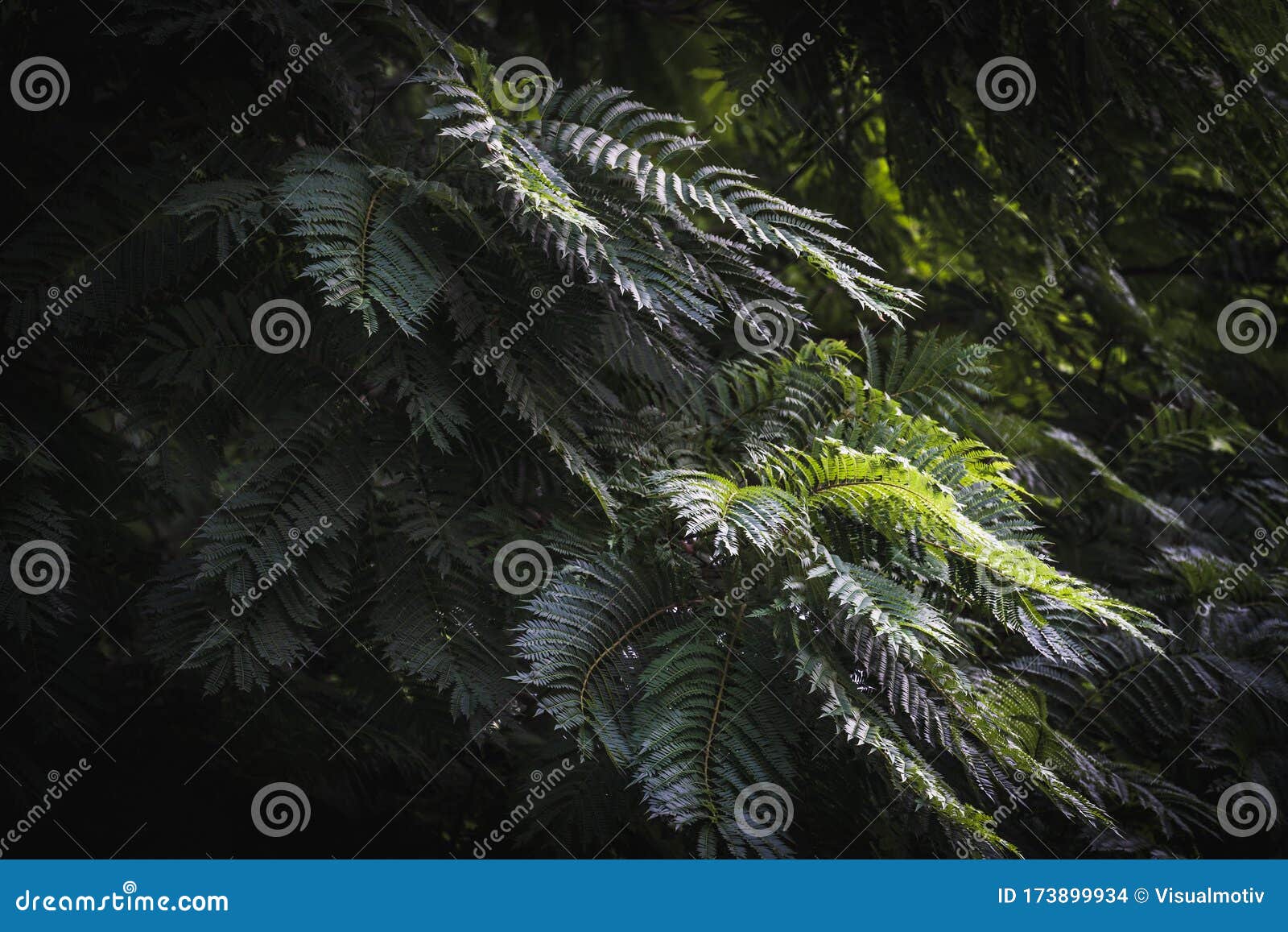Green Leaves of Jacaranda Tree Stock Photo - Image of nature, leaf ...