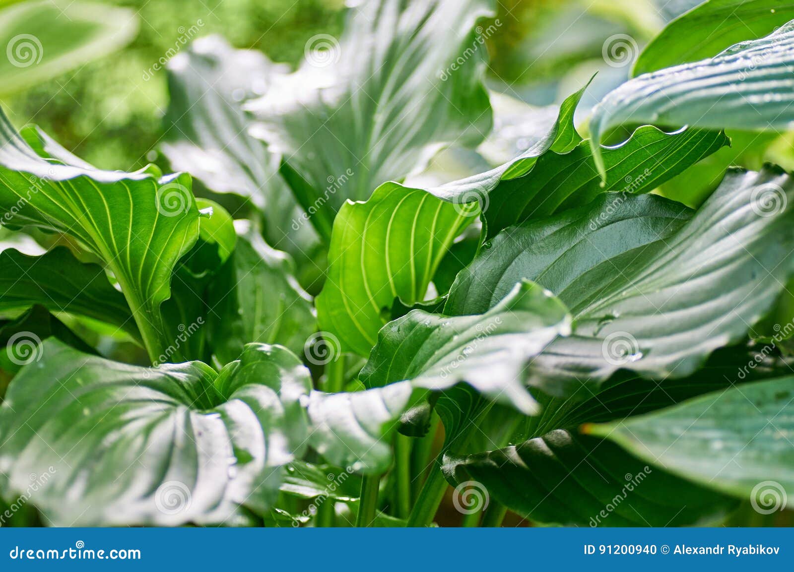 Khosta Funkiya Wavy (Hosta Undulata (Otto Et Dietr. (Bailey)), A Grade ...