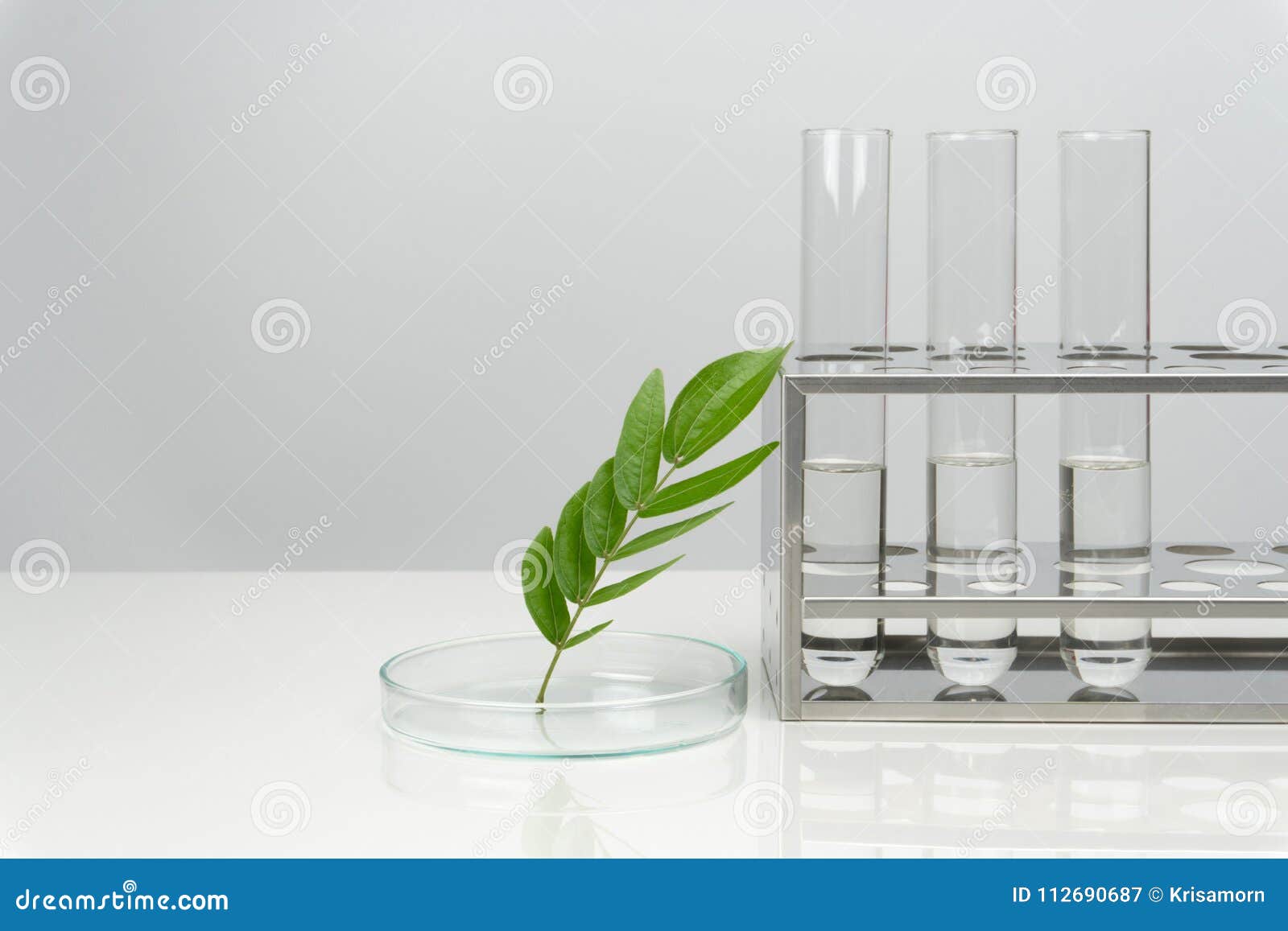 Laboratory Glassware and Equipment Stock Image - Image of plant ...