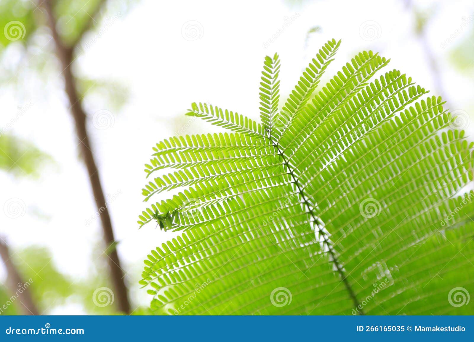 Green Leaves for Layout Design Background Stock Image - Image of flowe ...