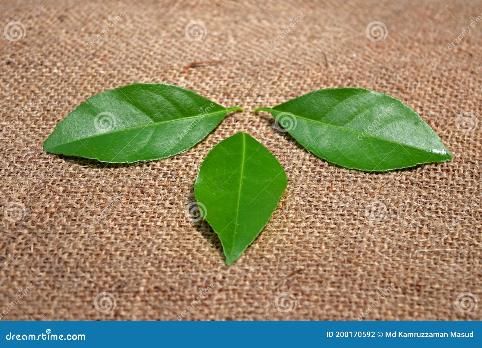 Green Leaves Layout on Jute Fabric Background. Tropical Summer Minimal ...