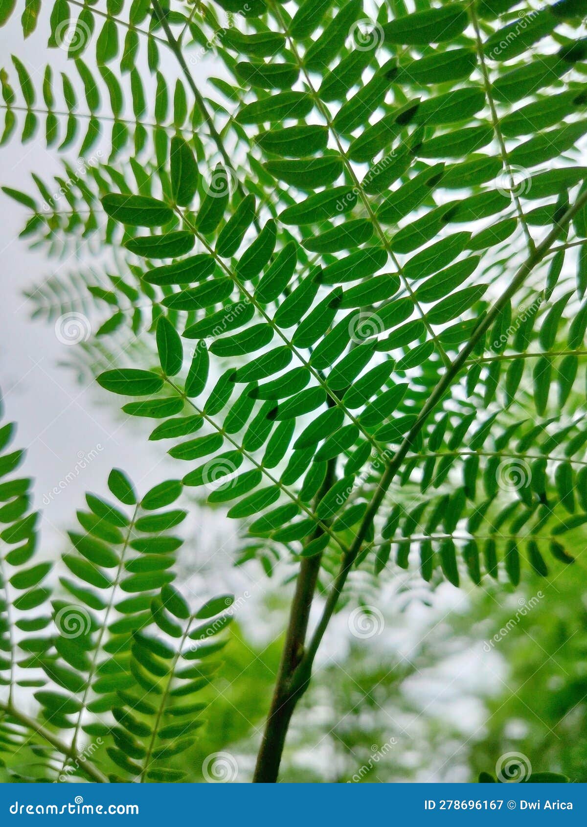 Green Leaves of the Lead Tree Stock Image - Image of branch, lead ...