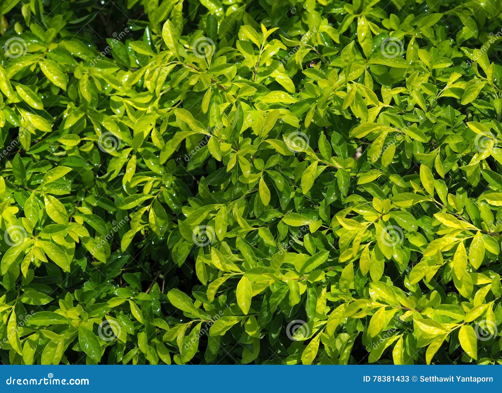 Green Leaves, Leaf, Foliage, Stalk, in Garden after Rain. Stock Image ...