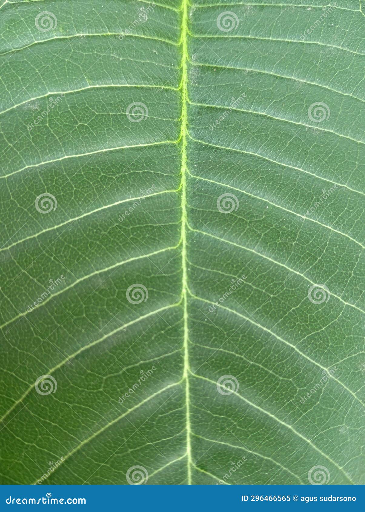 Green Leaves with Leaf Vein Texture ? Stock Image - Image of green ...