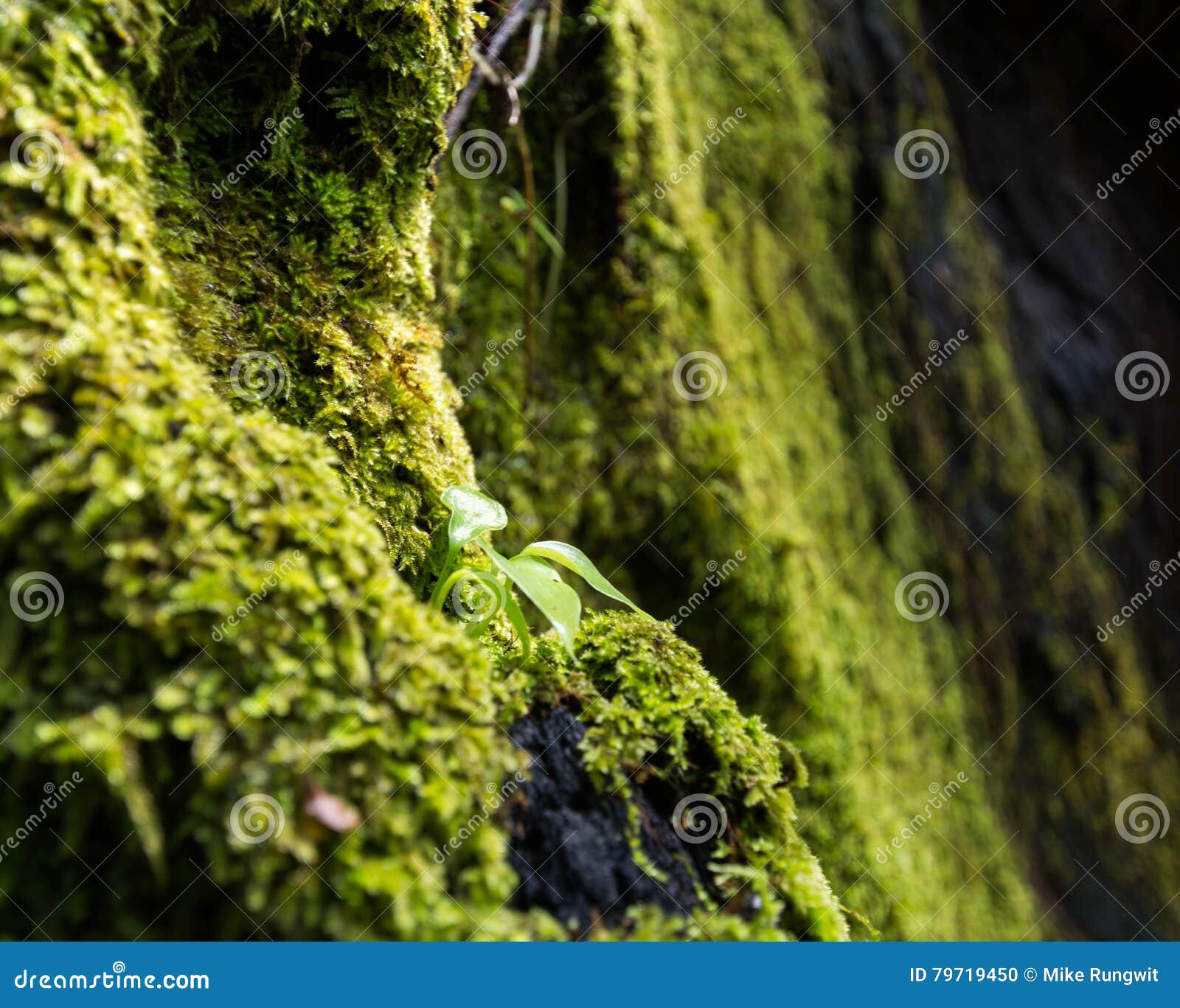 Green leaves stock photo. Image of color, blur, green - 79719450